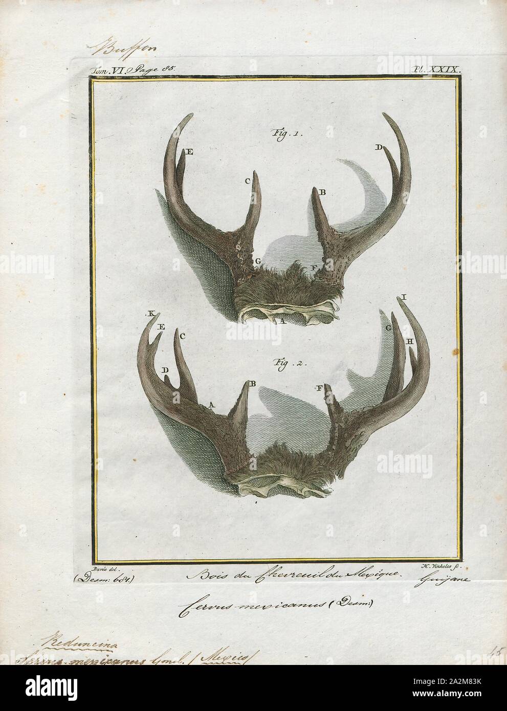 Cervus mexicanus hi-res stock photography and images - Alamy