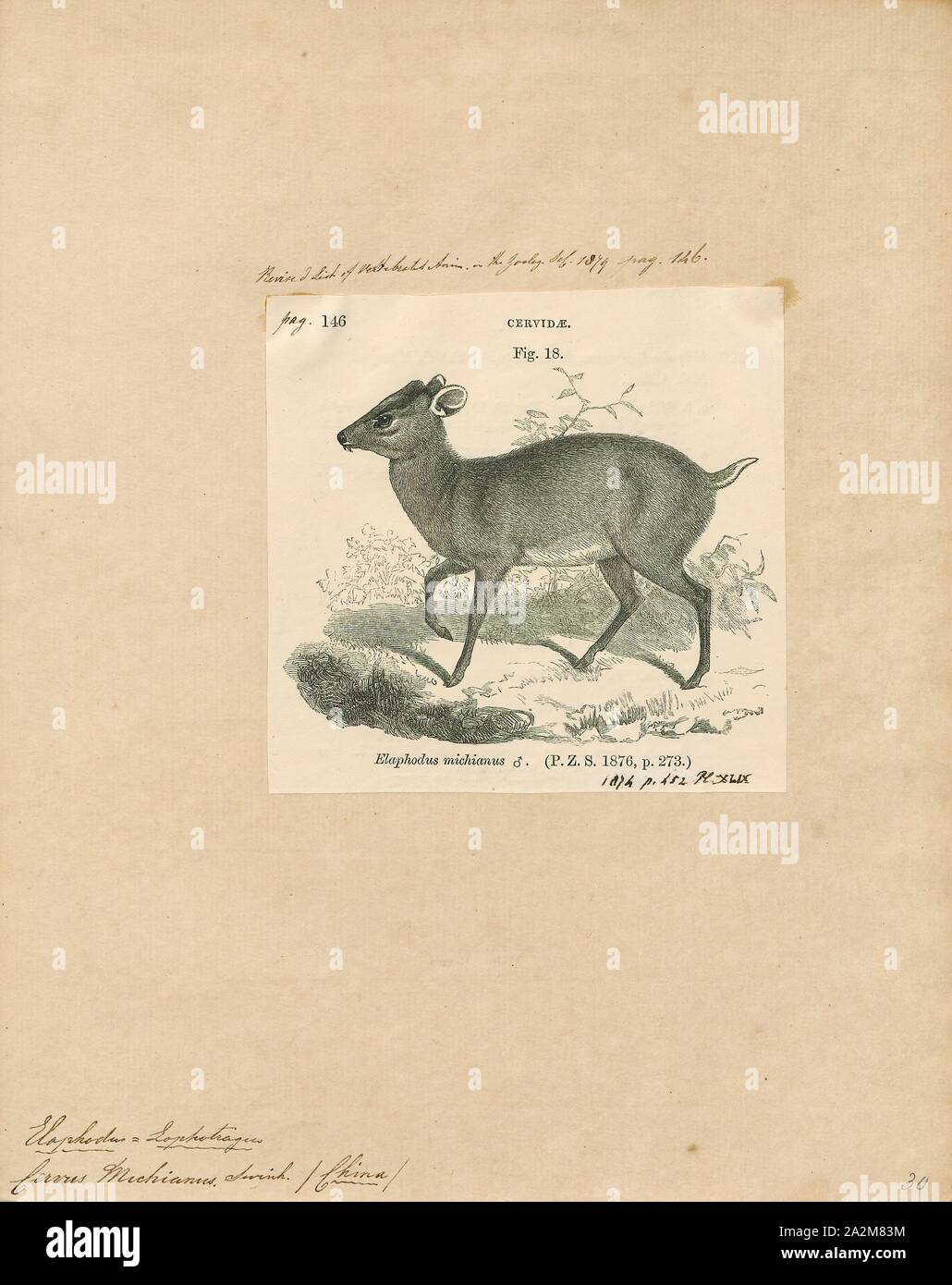 Cervus michianus hi-res stock photography and images - Alamy