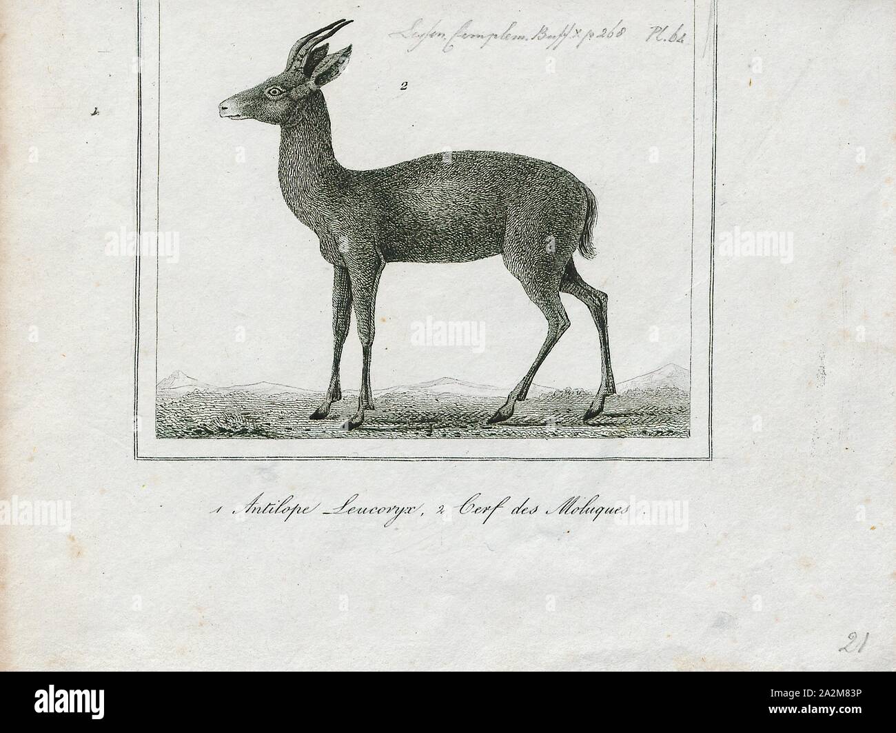 Cervus moluccensis hi-res stock photography and images - Alamy