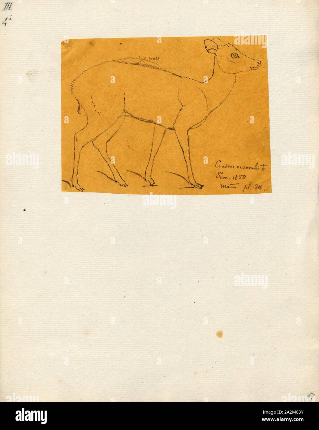 Cervus nemoralis hi-res stock photography and images - Alamy