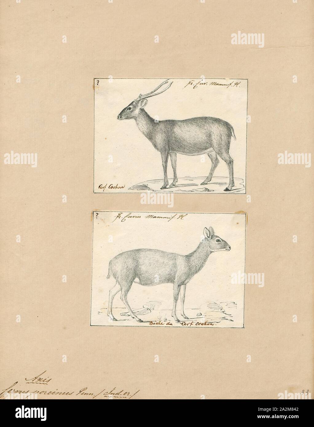 Cervus porcinus, Print, Cervus is a genus of deer that primarily are ...