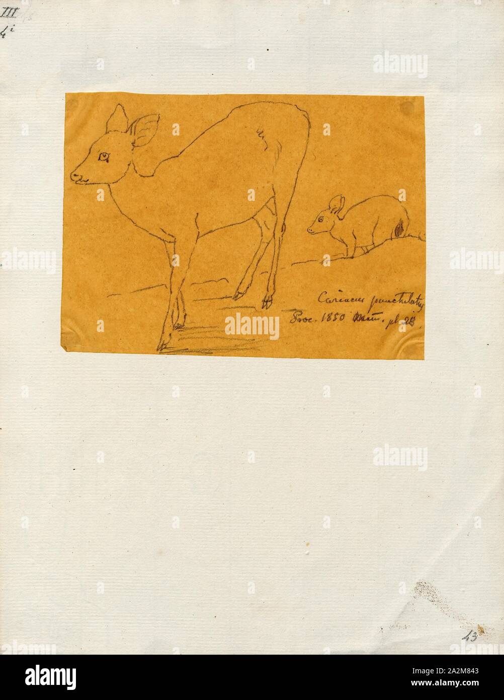 Cervus pusilla hi-res stock photography and images - Alamy