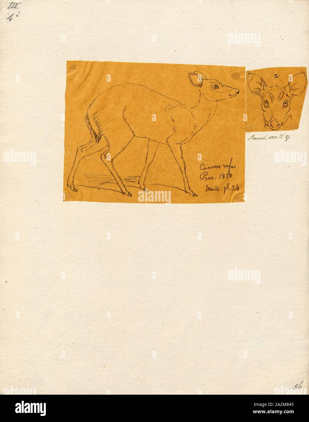 Cervus rufus, Print, Cervus is a genus of deer that primarily are ...