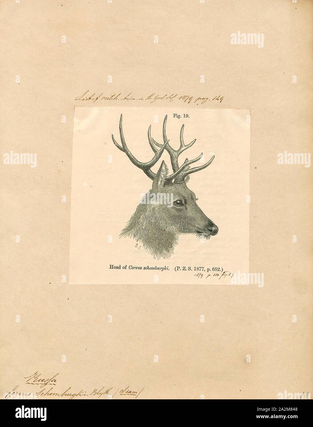 Schomburgk's deer hi-res stock photography and images - Alamy