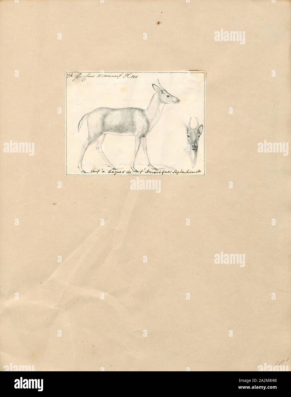 Cervus simplicicornis hi-res stock photography and images - Alamy