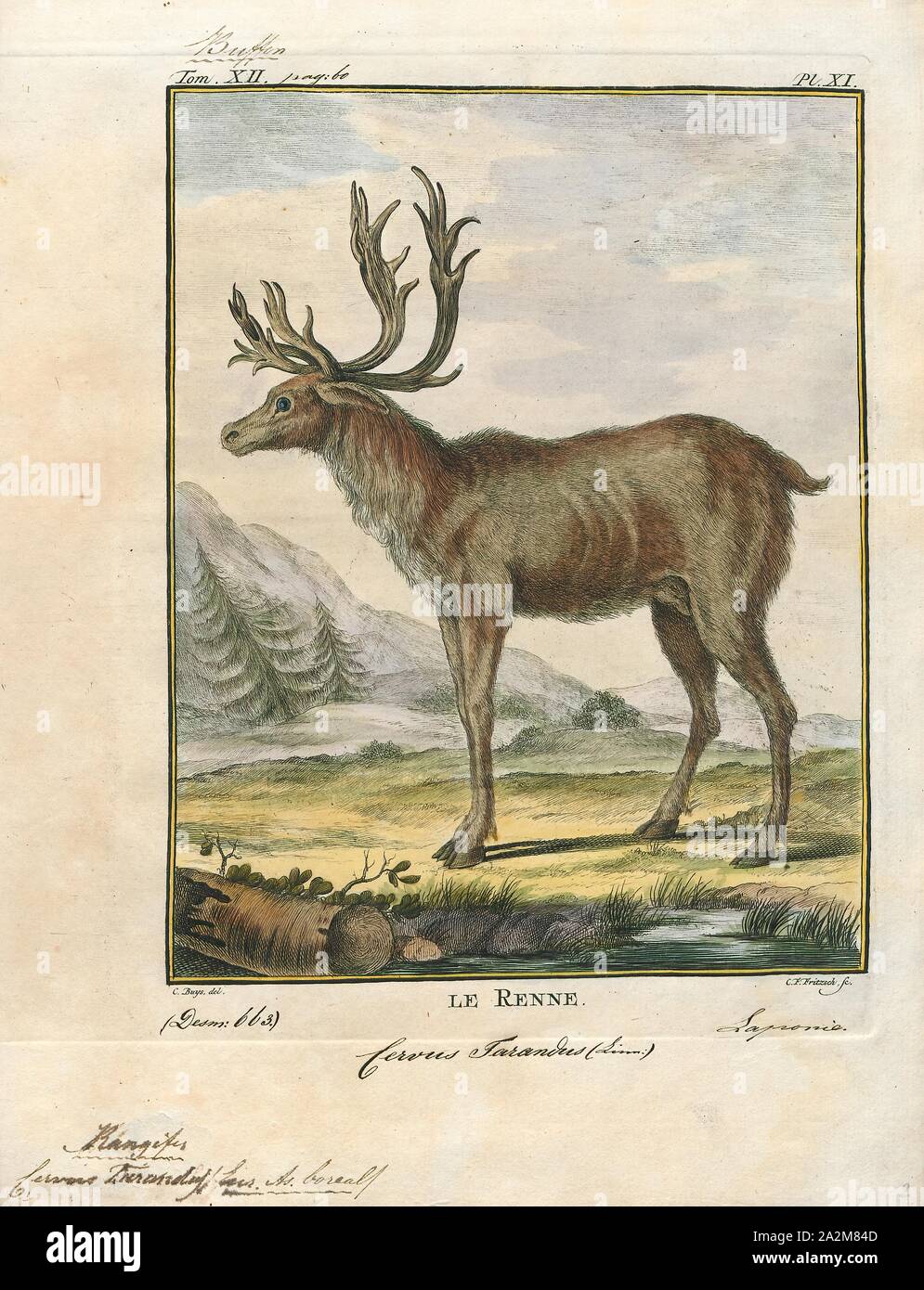 Cervus tarandus, Print, The reindeer (Rangifer tarandus), also known as ...