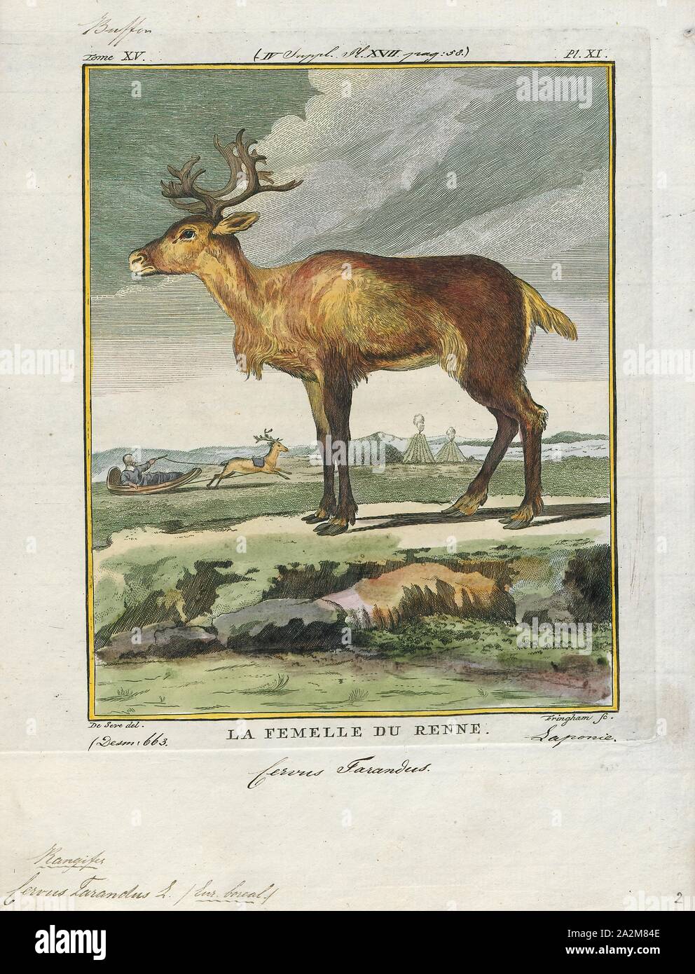 Cervus tarandus, Print, The reindeer (Rangifer tarandus), also known as ...