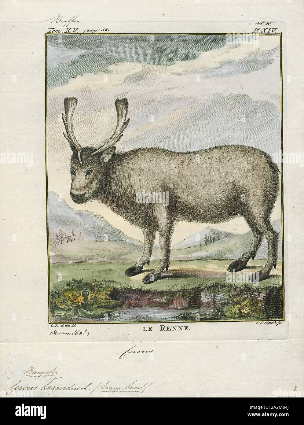 Cervus tarandus, Print, The reindeer (Rangifer tarandus), also known as ...
