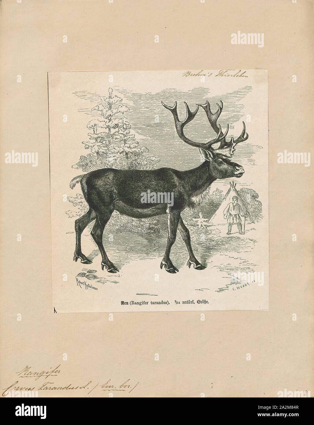 Cervus tarandus, Print, The reindeer (Rangifer tarandus), also known as ...