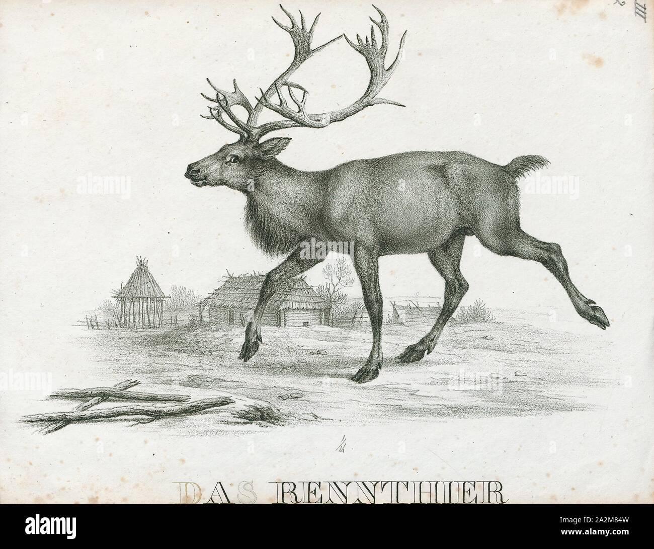 Cervus tarandus, Print, The reindeer (Rangifer tarandus), also known as ...