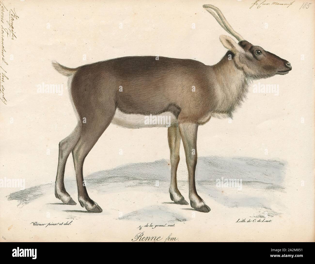 Cervus tarandus, Print, The reindeer (Rangifer tarandus), also known as ...