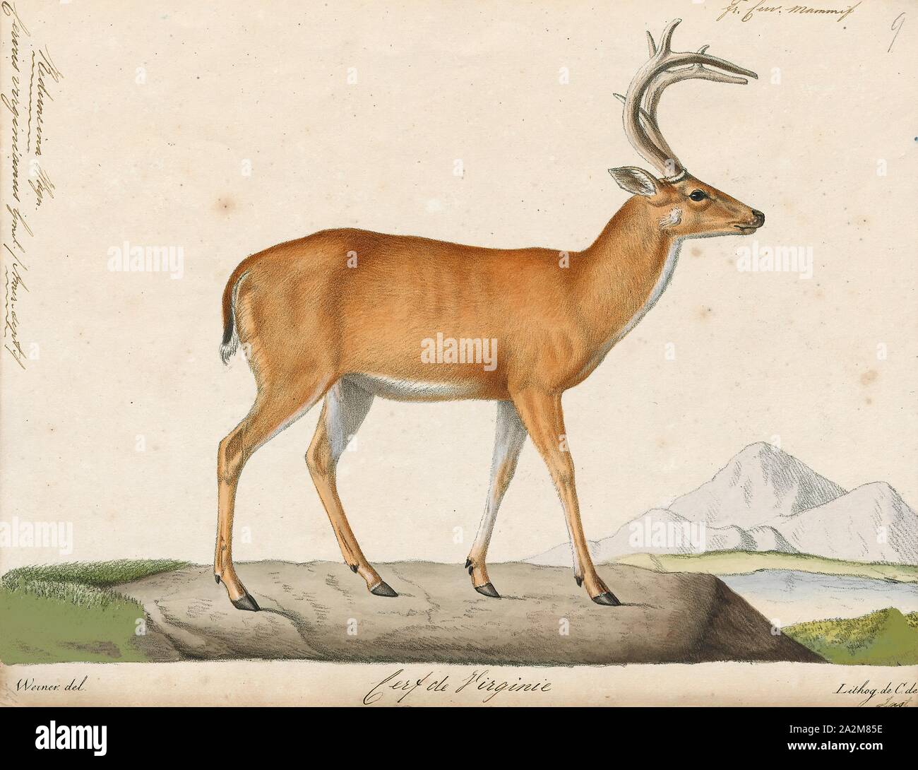 Cervus virginianus, Print, Cervus is a genus of deer that primarily are ...