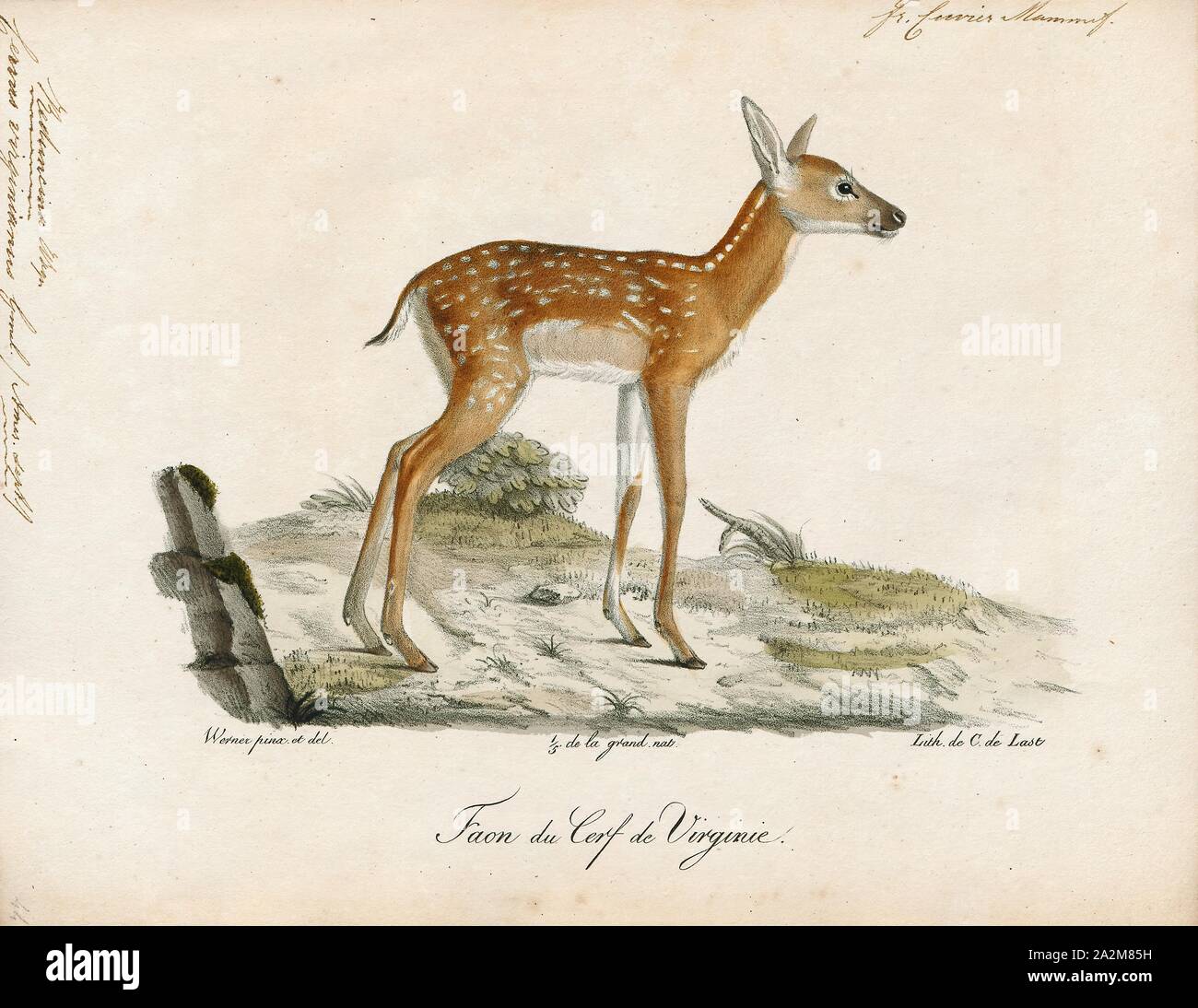 Cervus virginianus, Print, Cervus is a genus of deer that primarily are ...