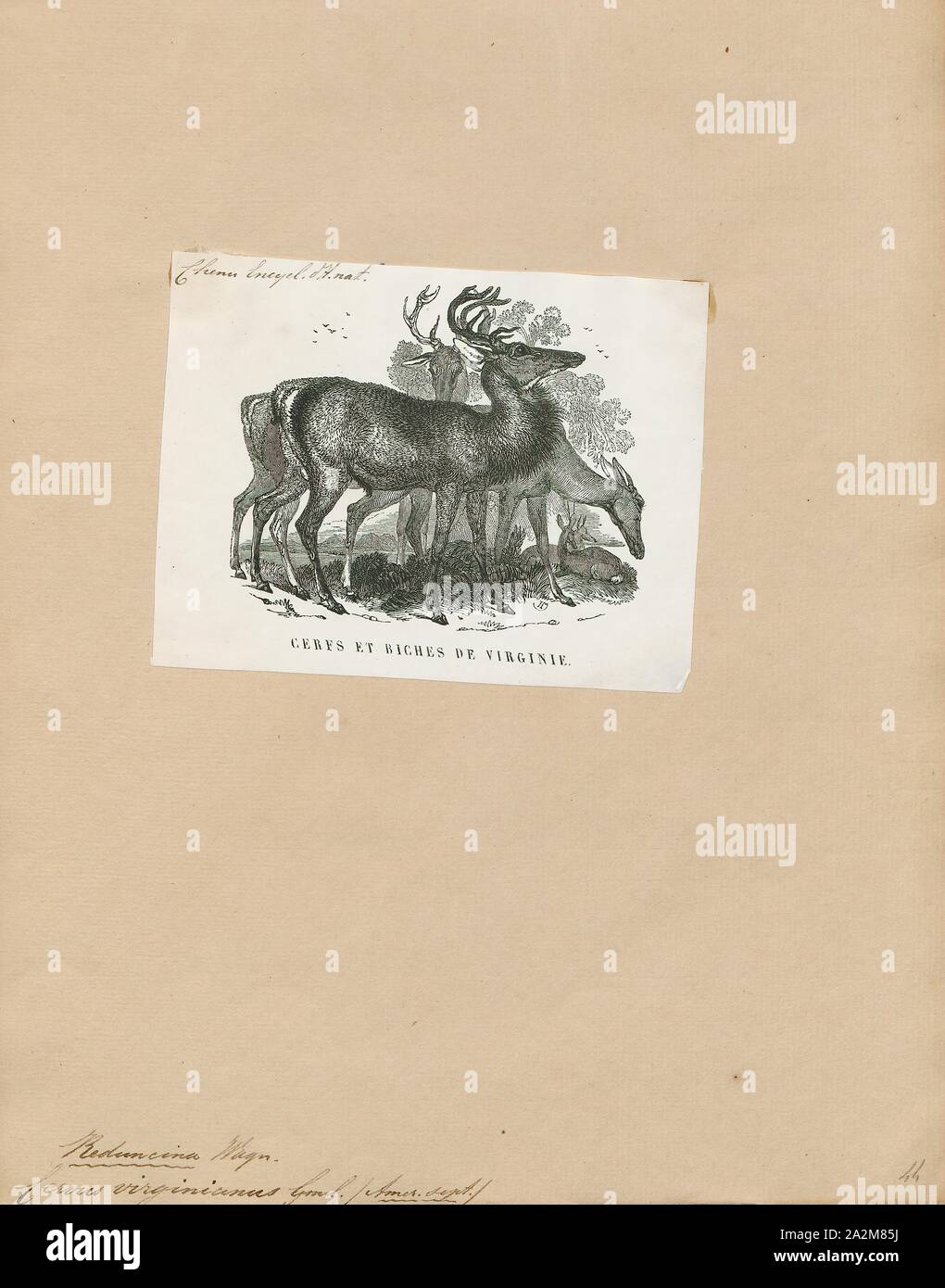 1851 1876 hi-res stock photography and images - Alamy