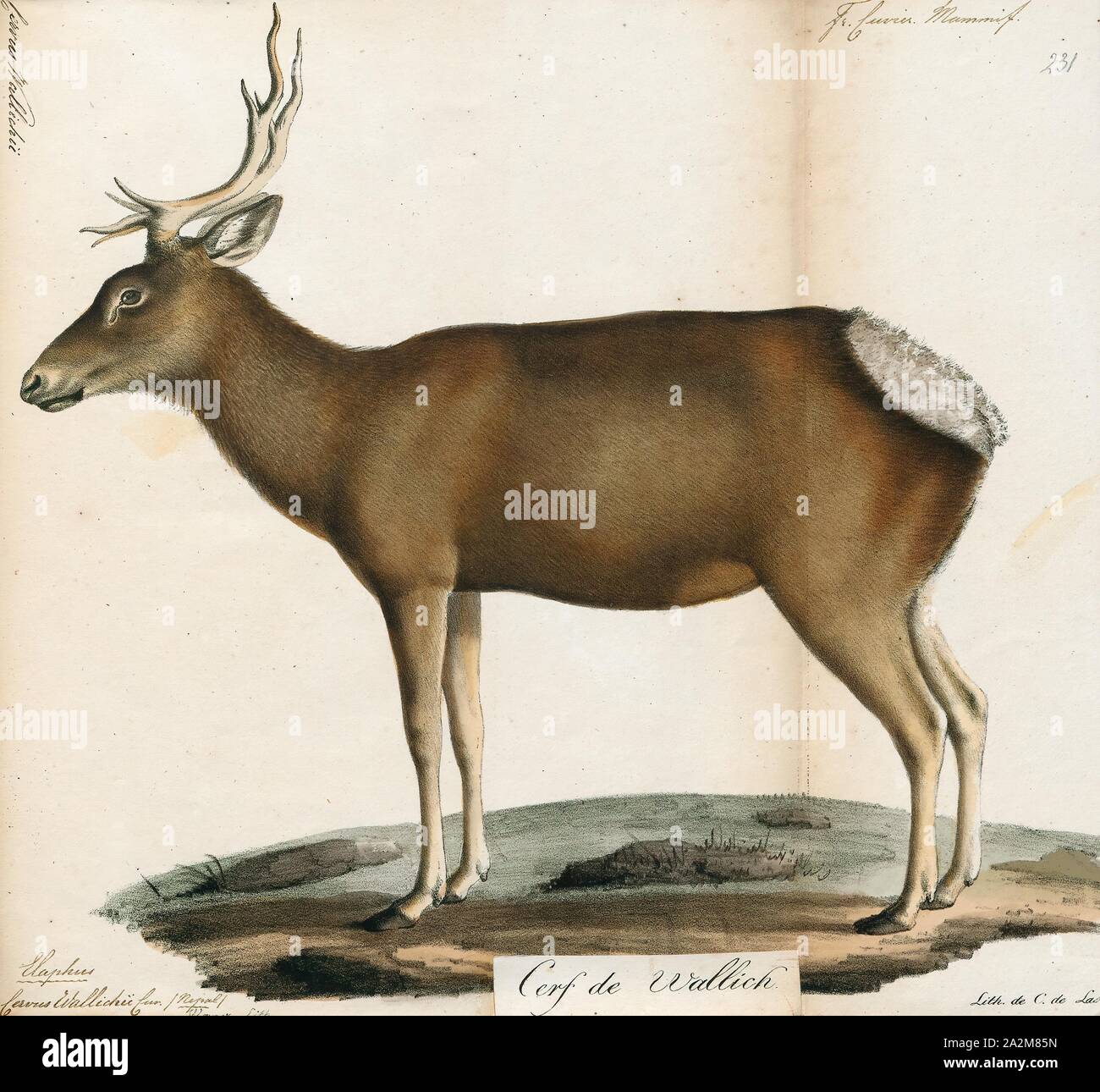 Cervus wallichii, Print, Cervus is a genus of deer that primarily are ...