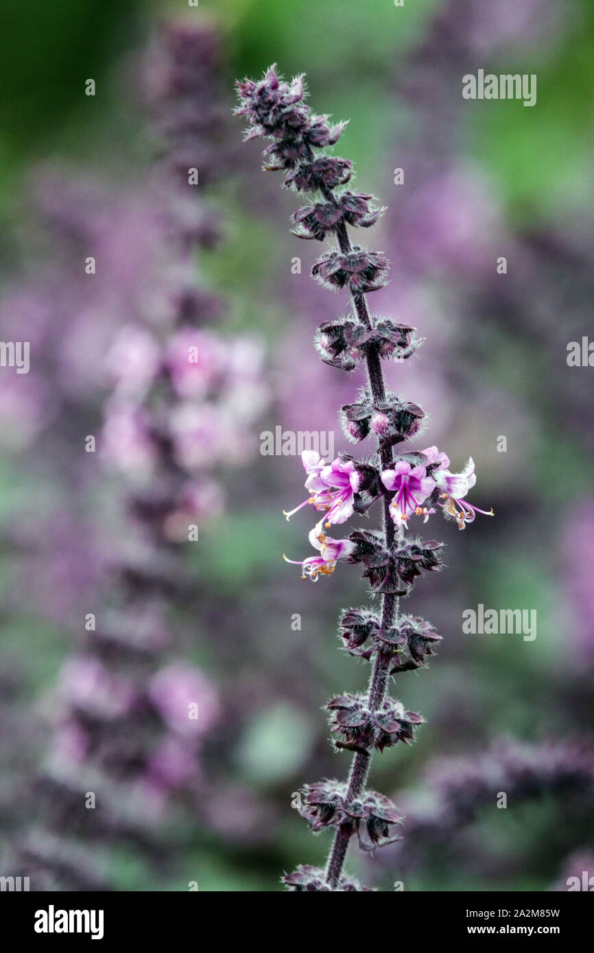 Red Rubin Basil Ocimum basilicum "Red Rubin" close up flower Stock ...
