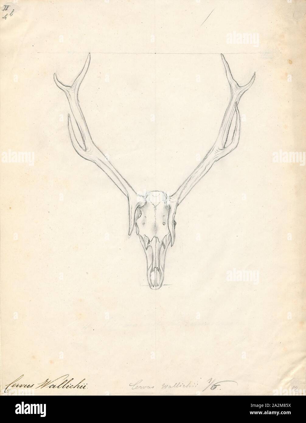 Cervus wallichii, Print, Cervus is a genus of deer that primarily are ...