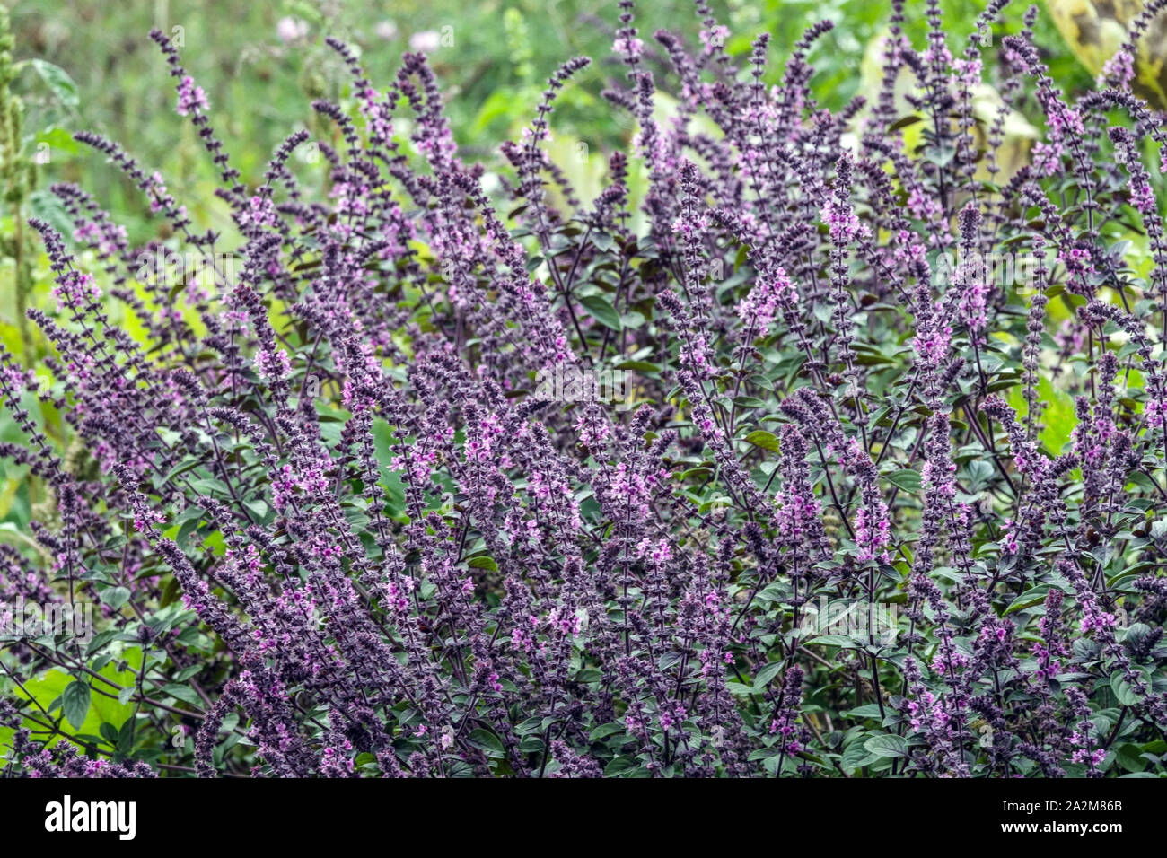 Red Basil Ocimum basilicum "Red Rubin" herbs Stock Photo - Alamy