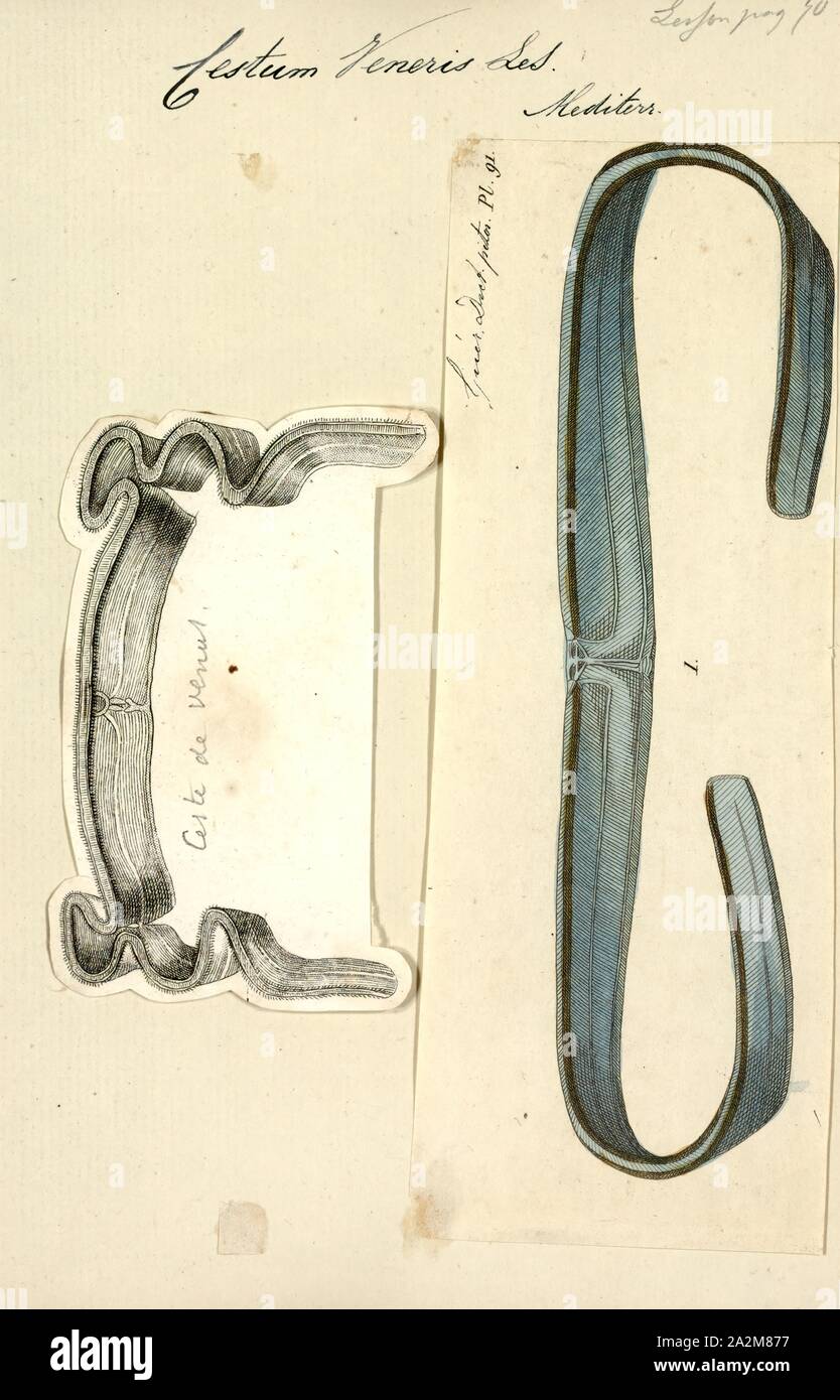 Venus' girdle comb jelly hi-res stock photography and images - Alamy