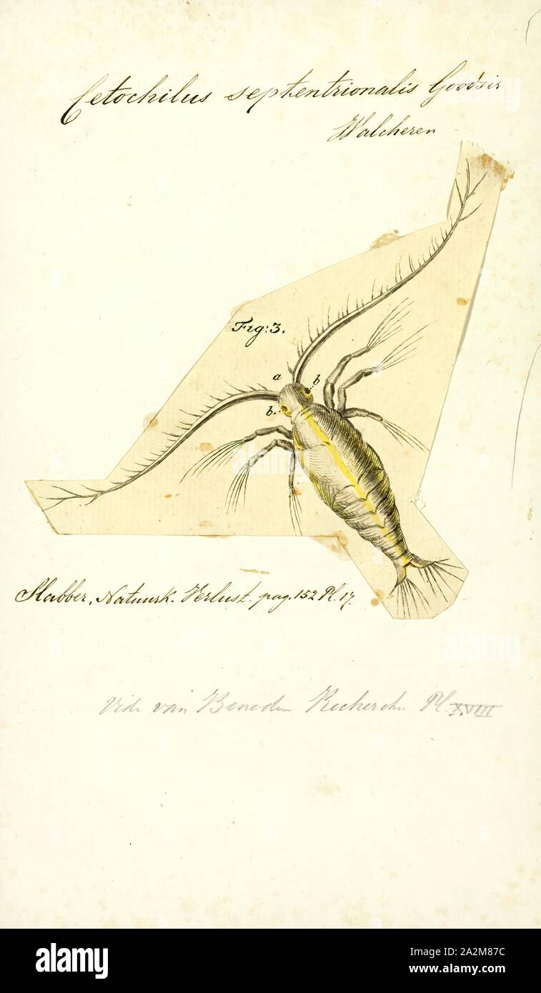 Cetochilus septentrionalis, Print, Calanus, Calanus is a genus of ...