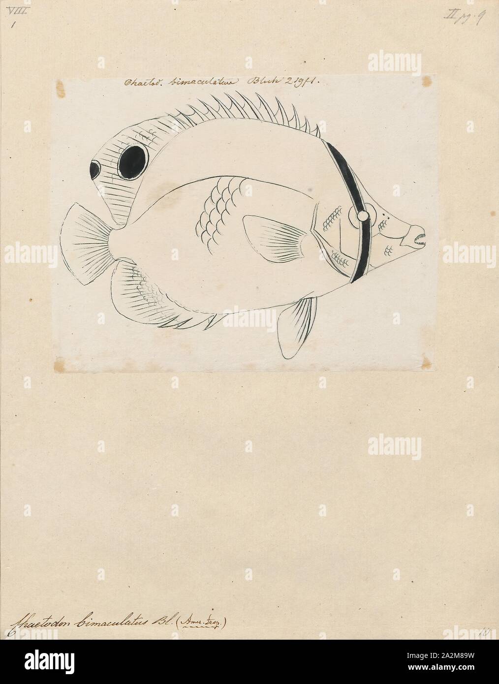 Chaetodon bimaculatus hi-res stock photography and images - Alamy