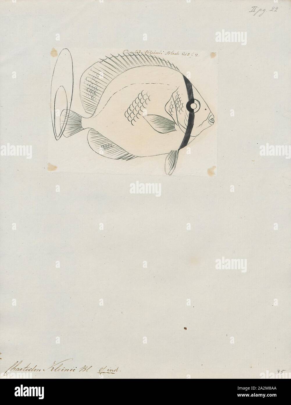 Chaetodon kleinii, Print, The sunburst butterflyfish, Chaetodon kleinii ...