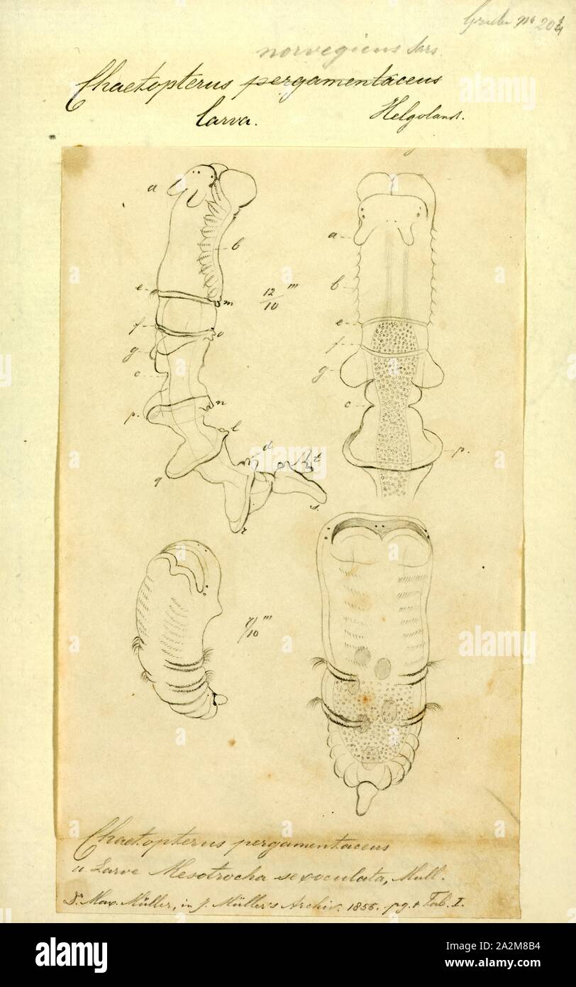 Chaetopterus Stock Photos & Chaetopterus Stock Images - Alamy