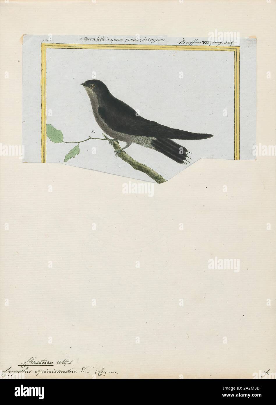 Spinacauda hi-res stock photography and images - Alamy