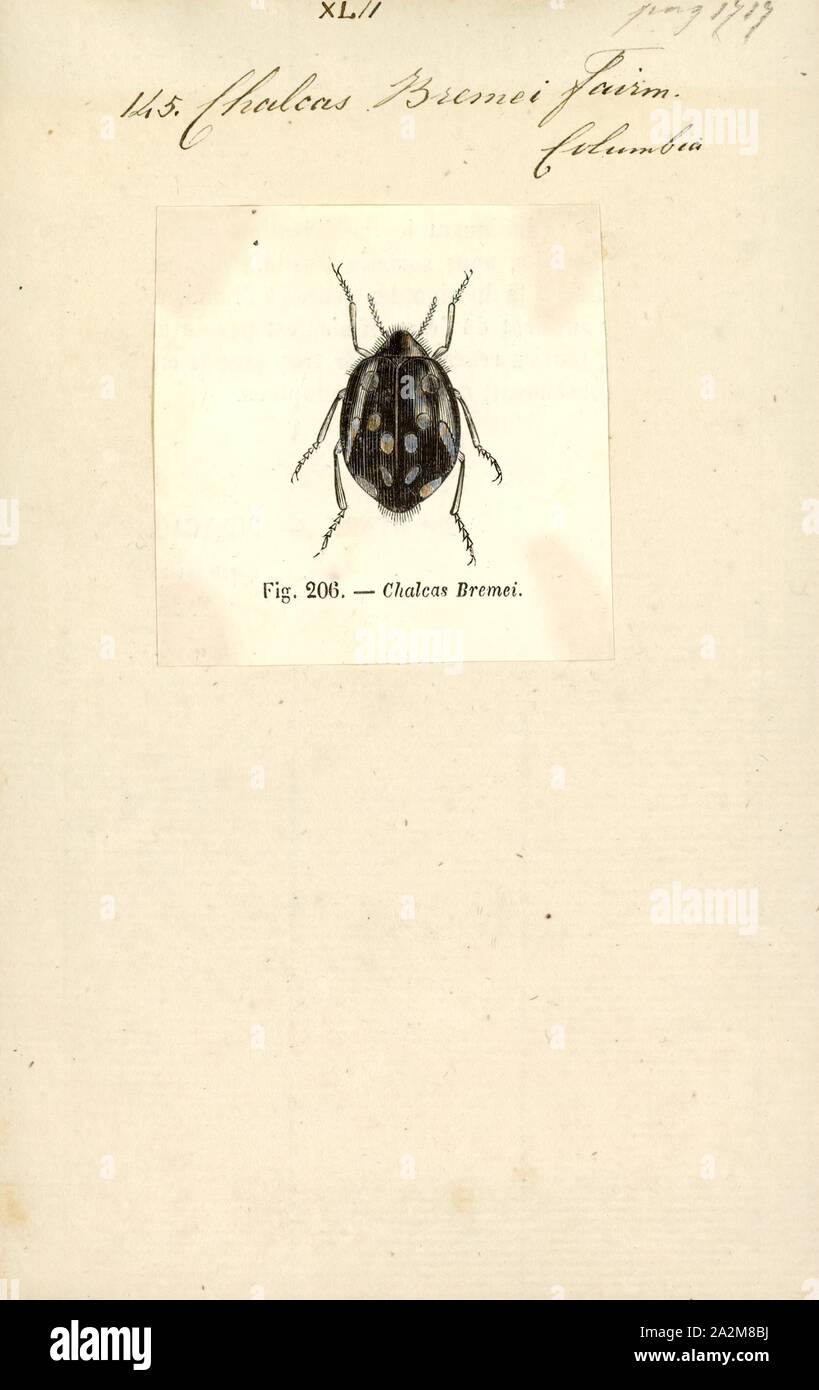 Chalcas hi-res stock photography and images - Alamy