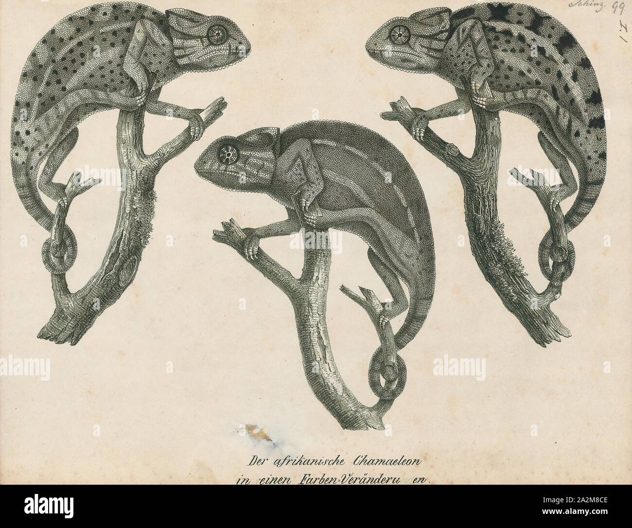 Chamaeleo africanus, Print, The African chameleon or Sahel chameleon ...