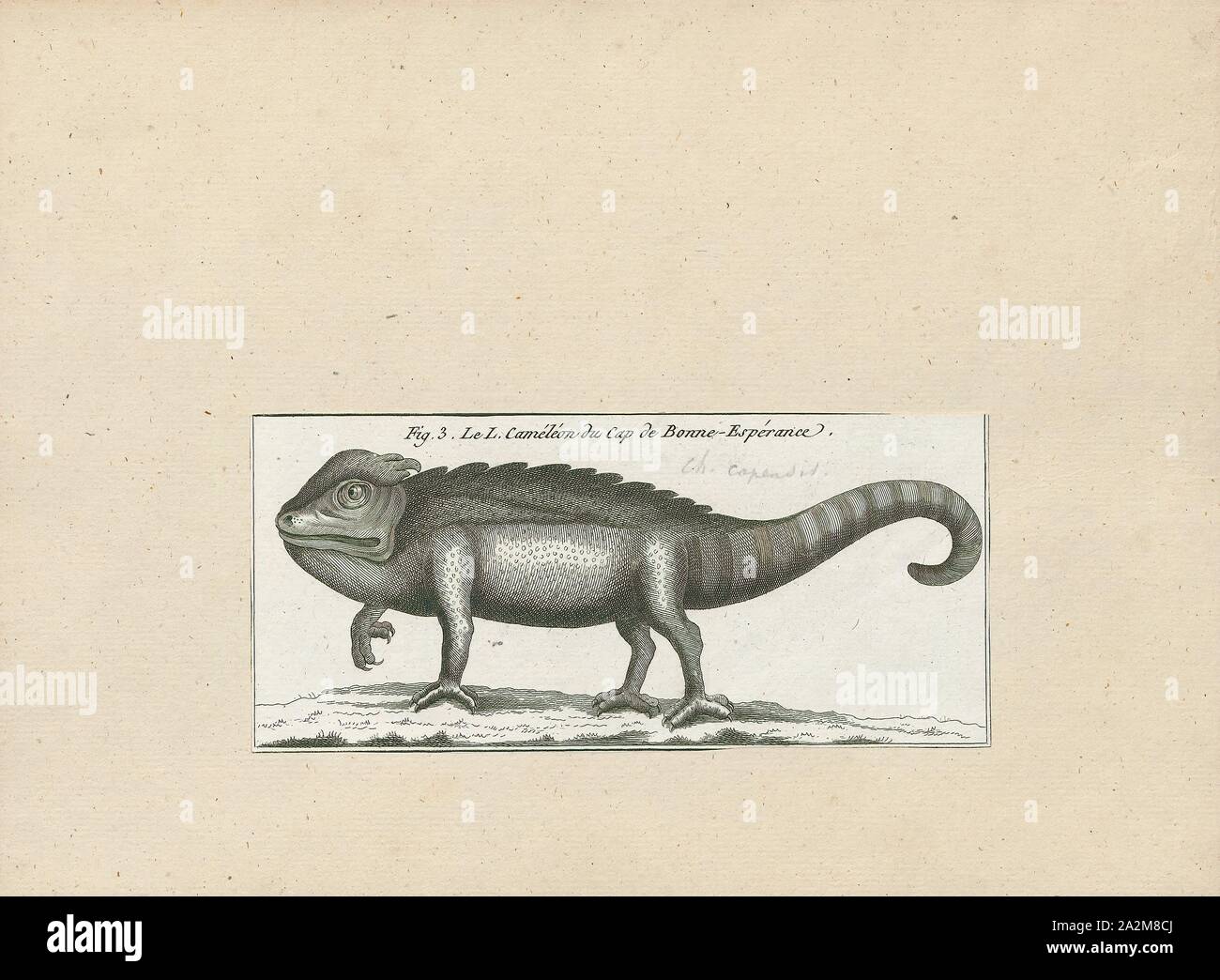 Chamaeleo capensis hi-res stock photography and images - Alamy