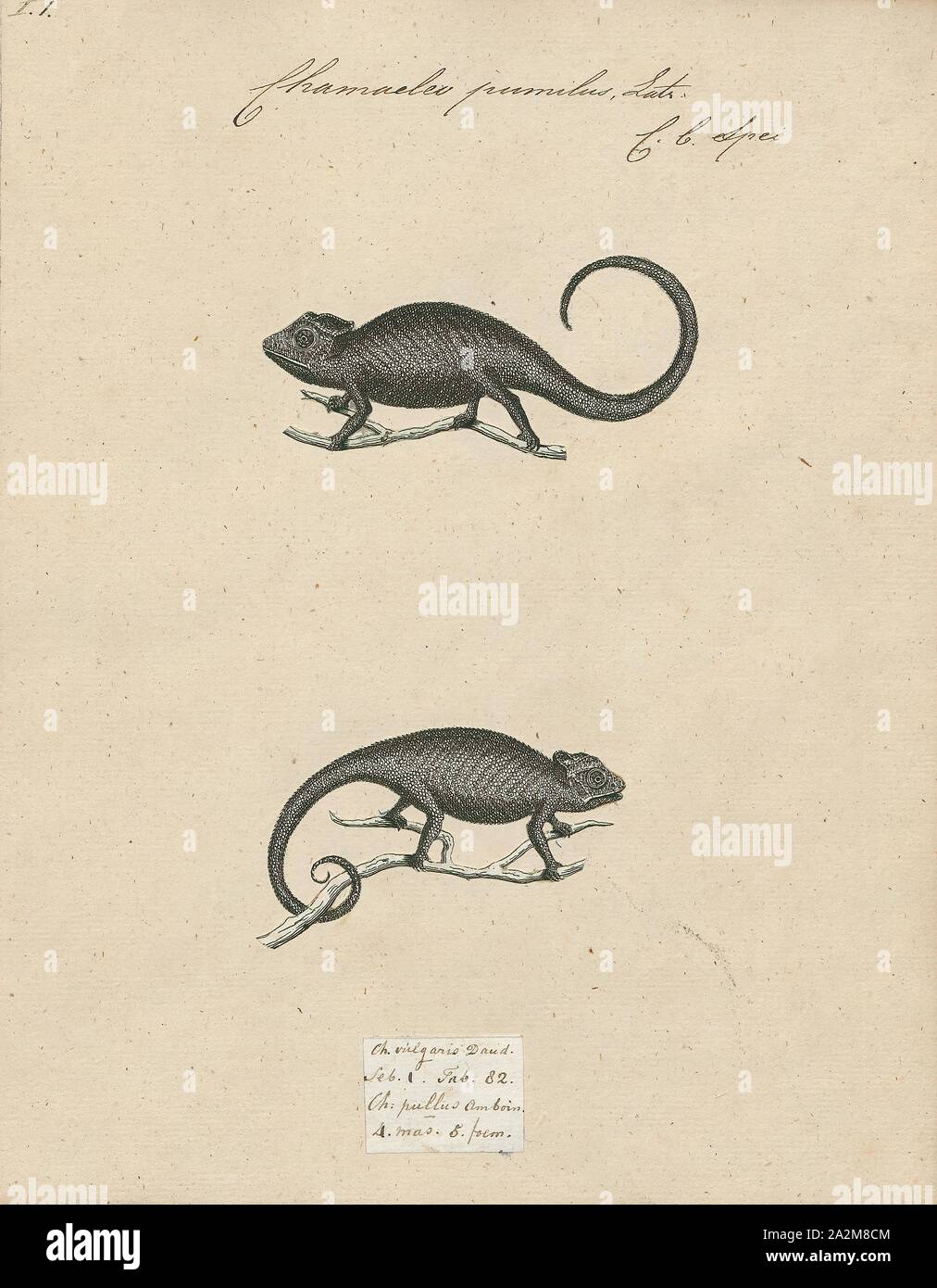 Chamaeleo pumilus hi-res stock photography and images - Alamy