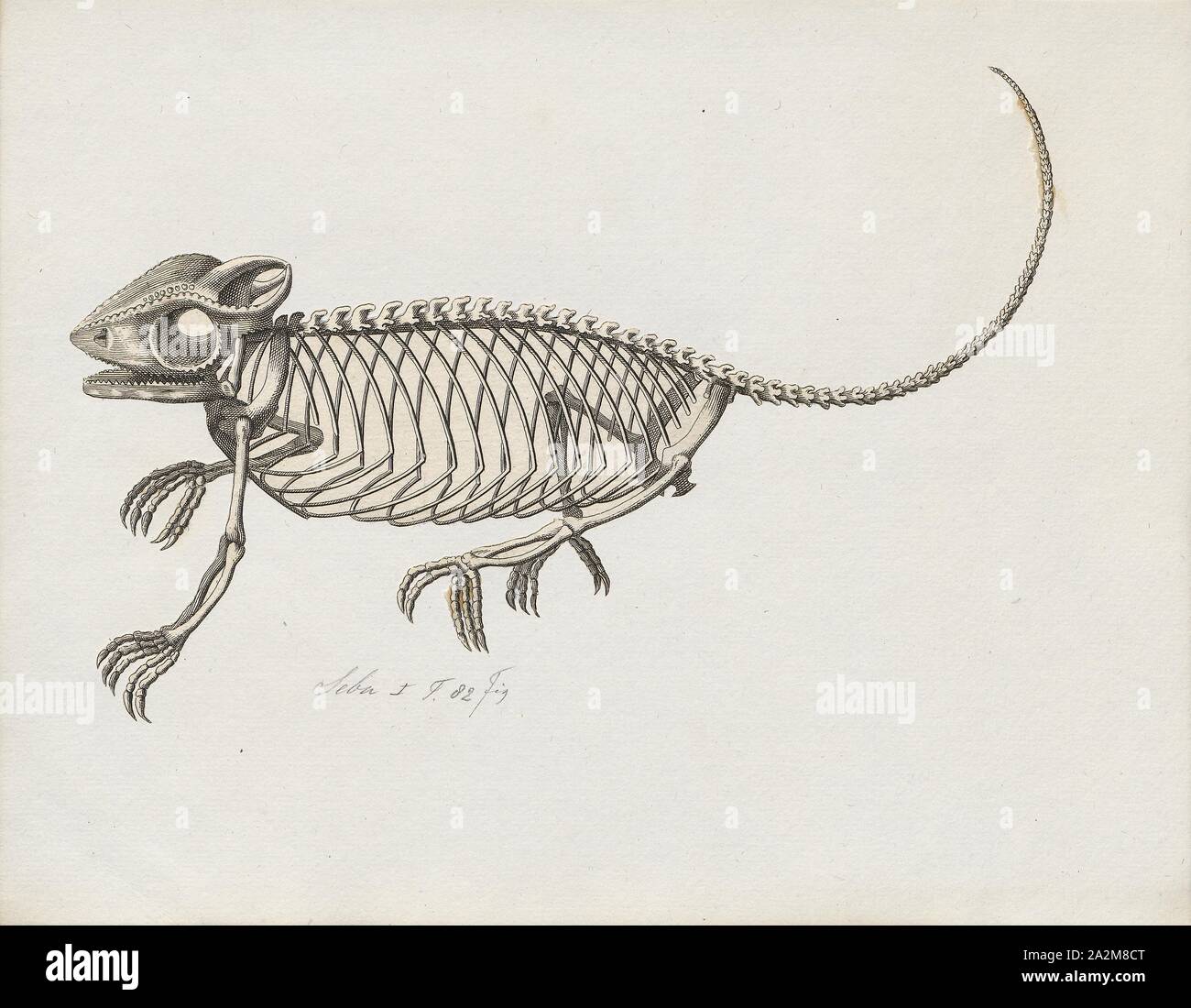 Chamaeleo spec hi-res stock photography and images - Alamy