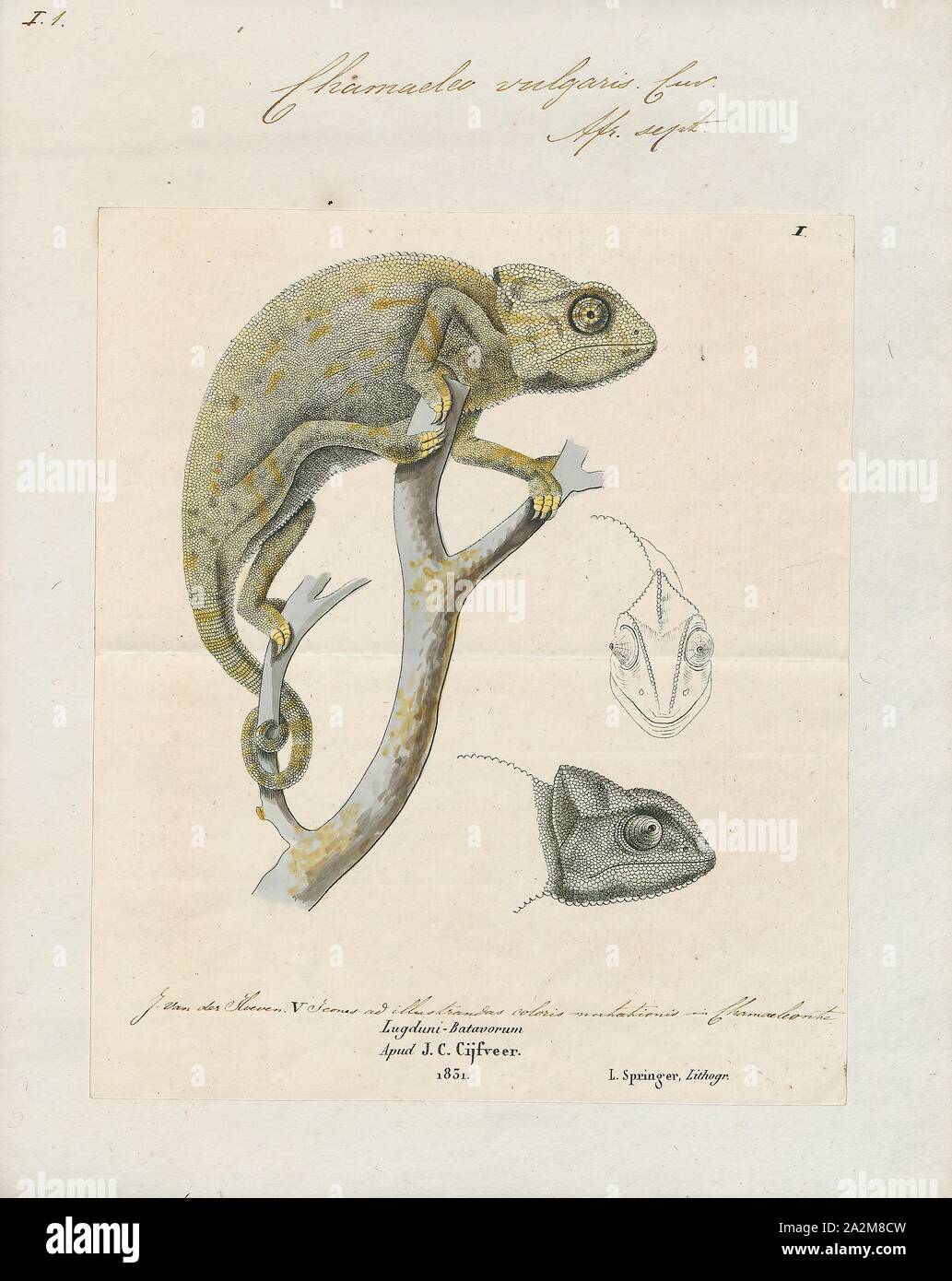 Chamaeleo vulgaris, Print, Chamaeleo dilepis, flap-necked chameleon ...