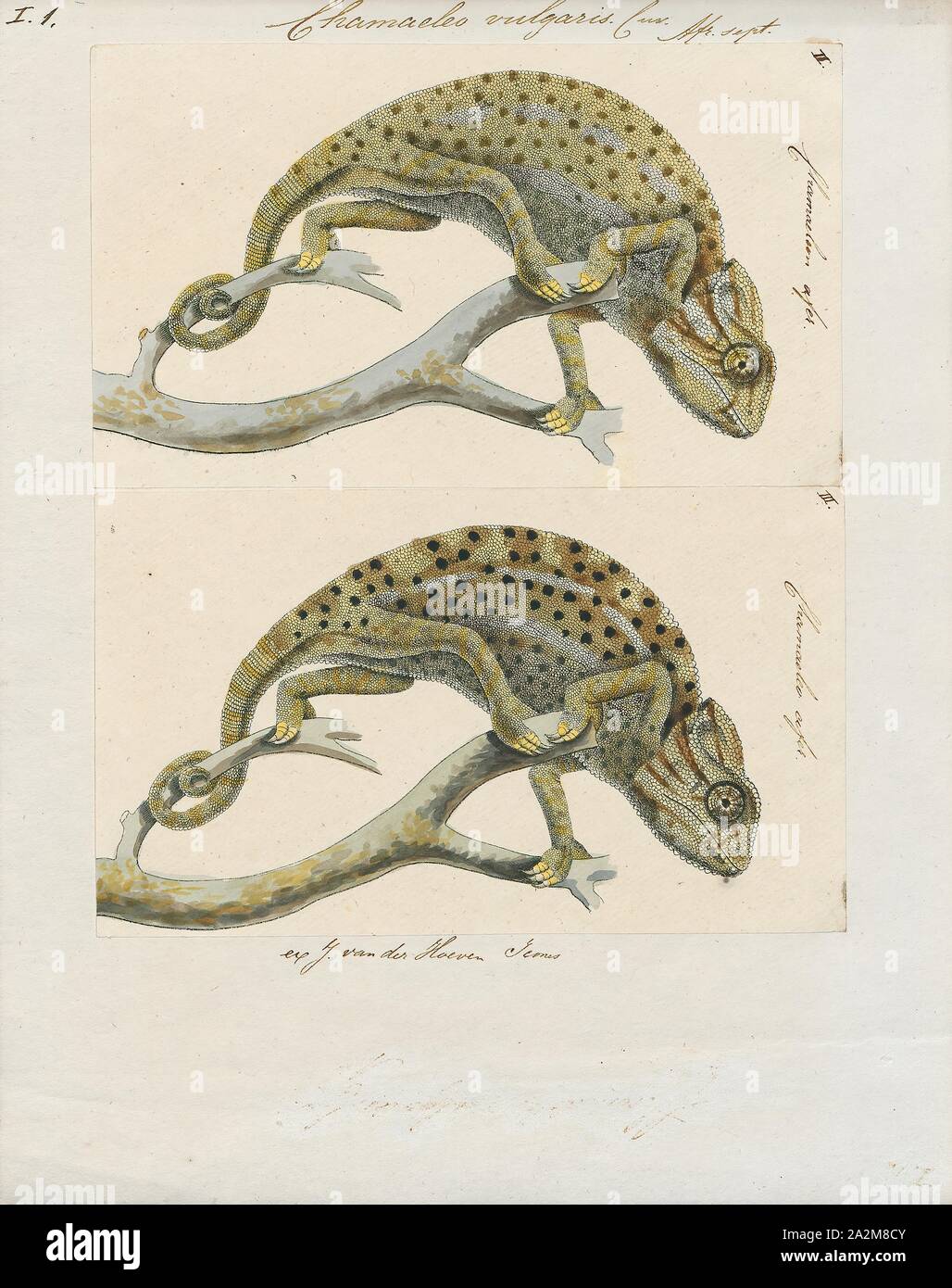 Chameleons in india hi-res stock photography and images - Alamy