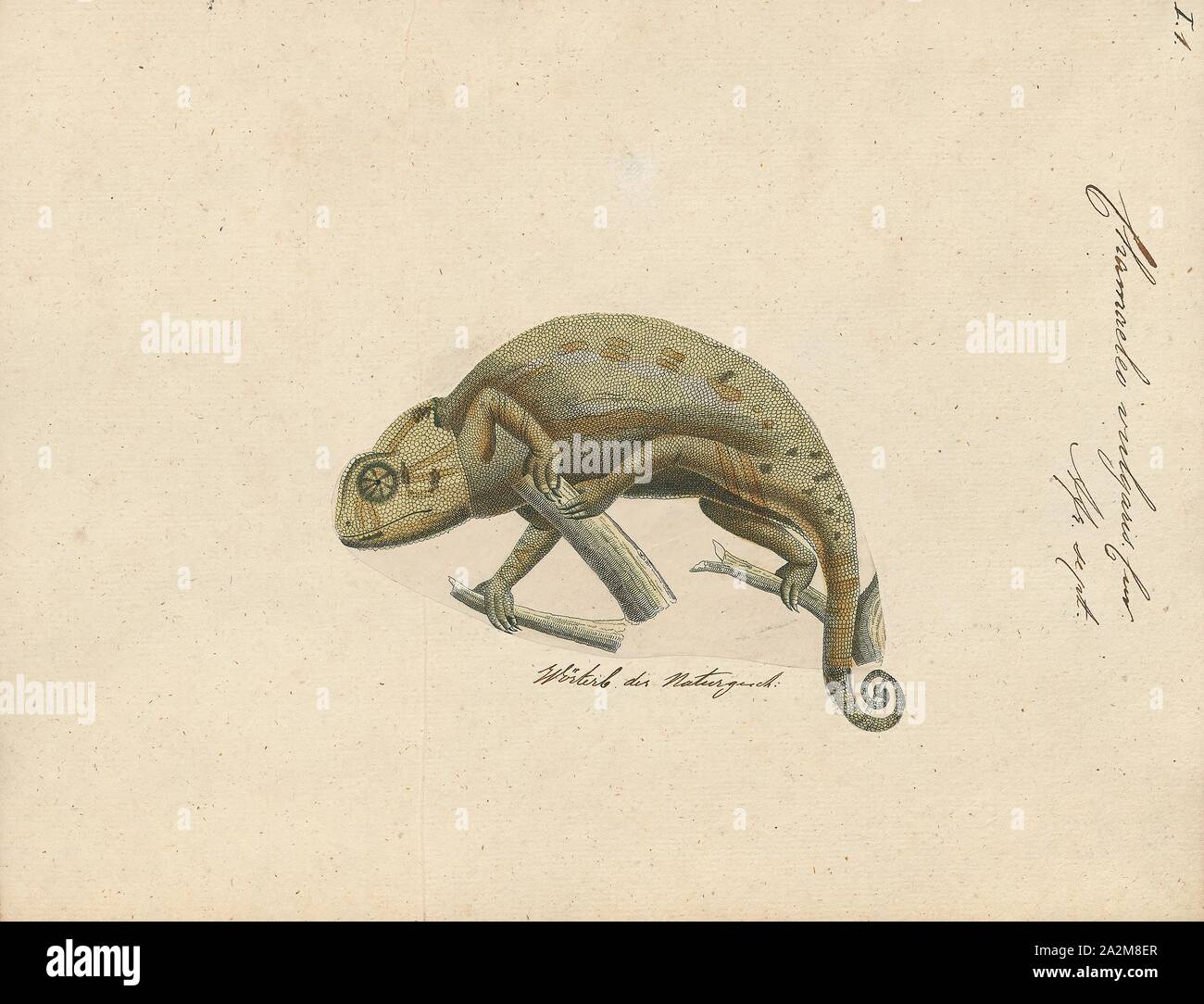 Flap necked chameleons hi-res stock photography and images - Alamy