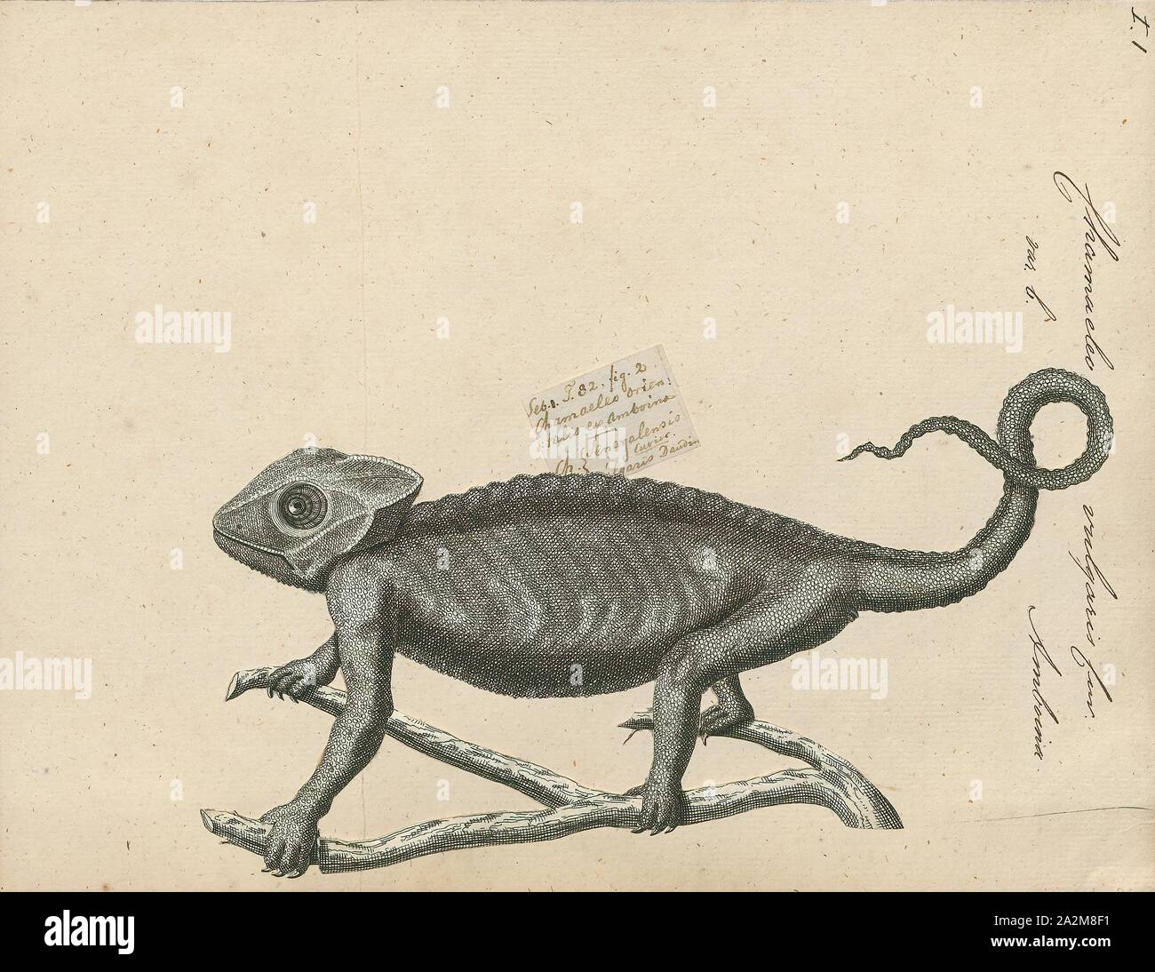 Chamaeleo vulgaris, Print, Chamaeleo dilepis, flap-necked chameleon ...