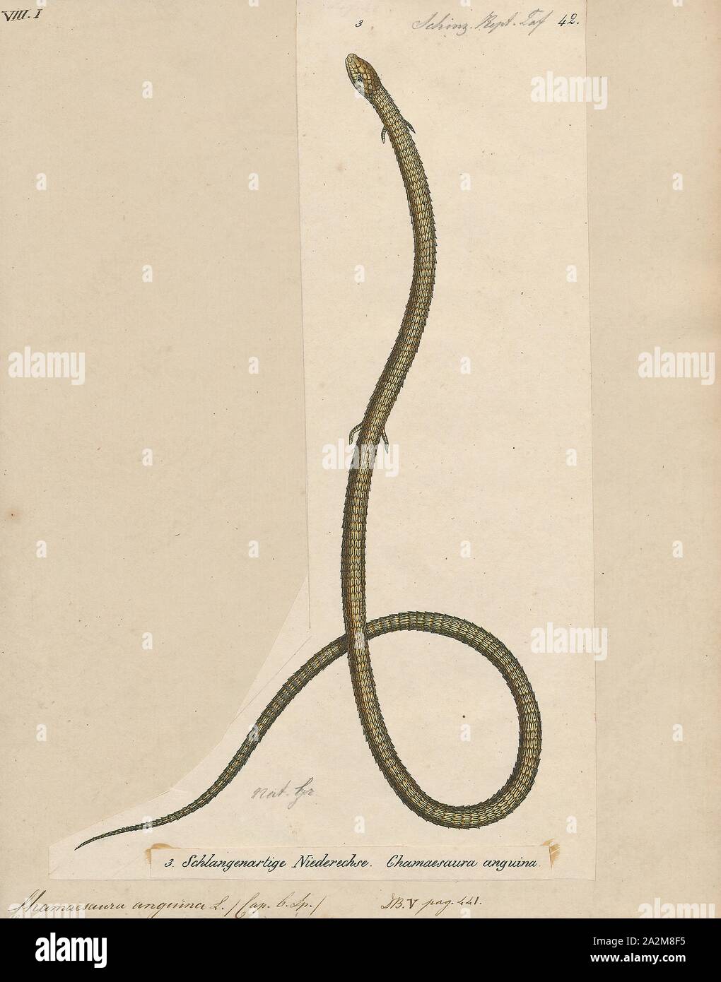 Genus chamaesaura hi-res stock photography and images - Alamy