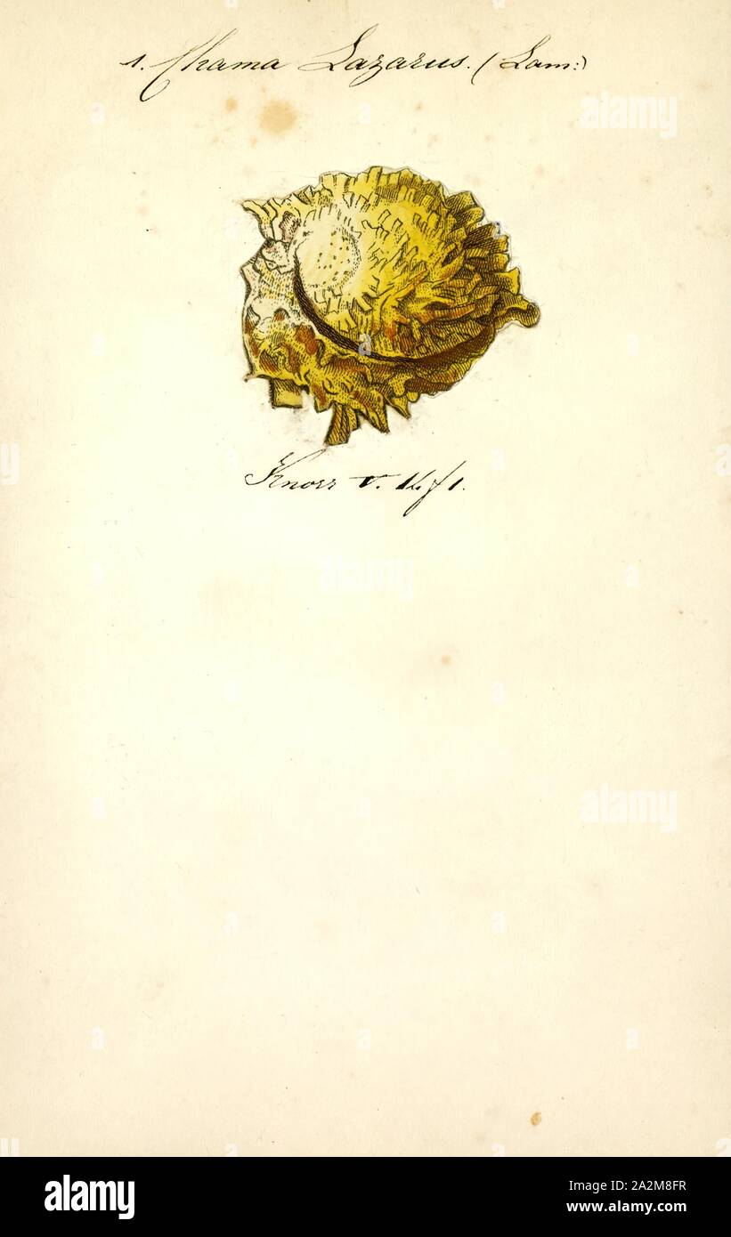 Chama lazarus, Print, Chama lazarus, common name the Lazarus jewel box ...