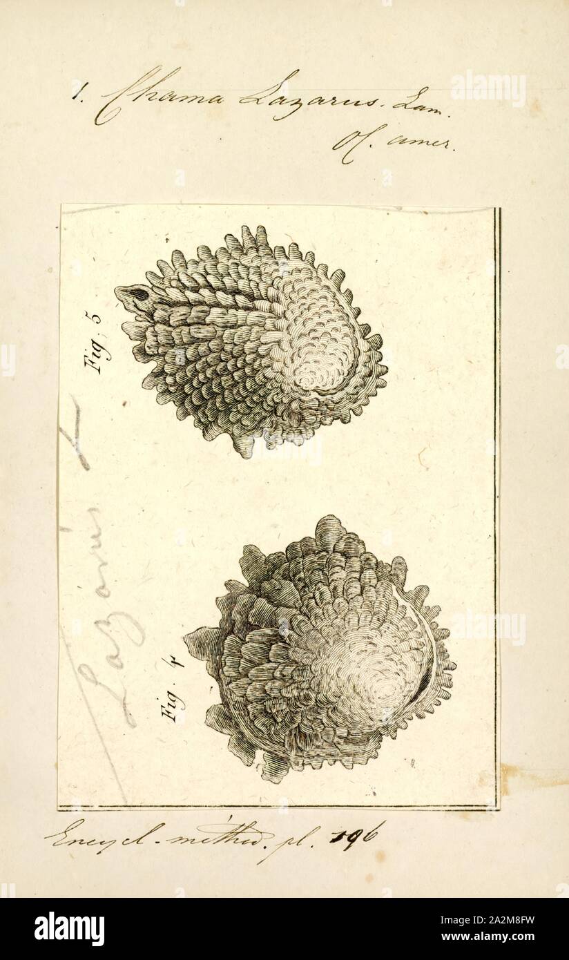 Chama lazarus, Print, Chama lazarus, common name the Lazarus jewel box ...