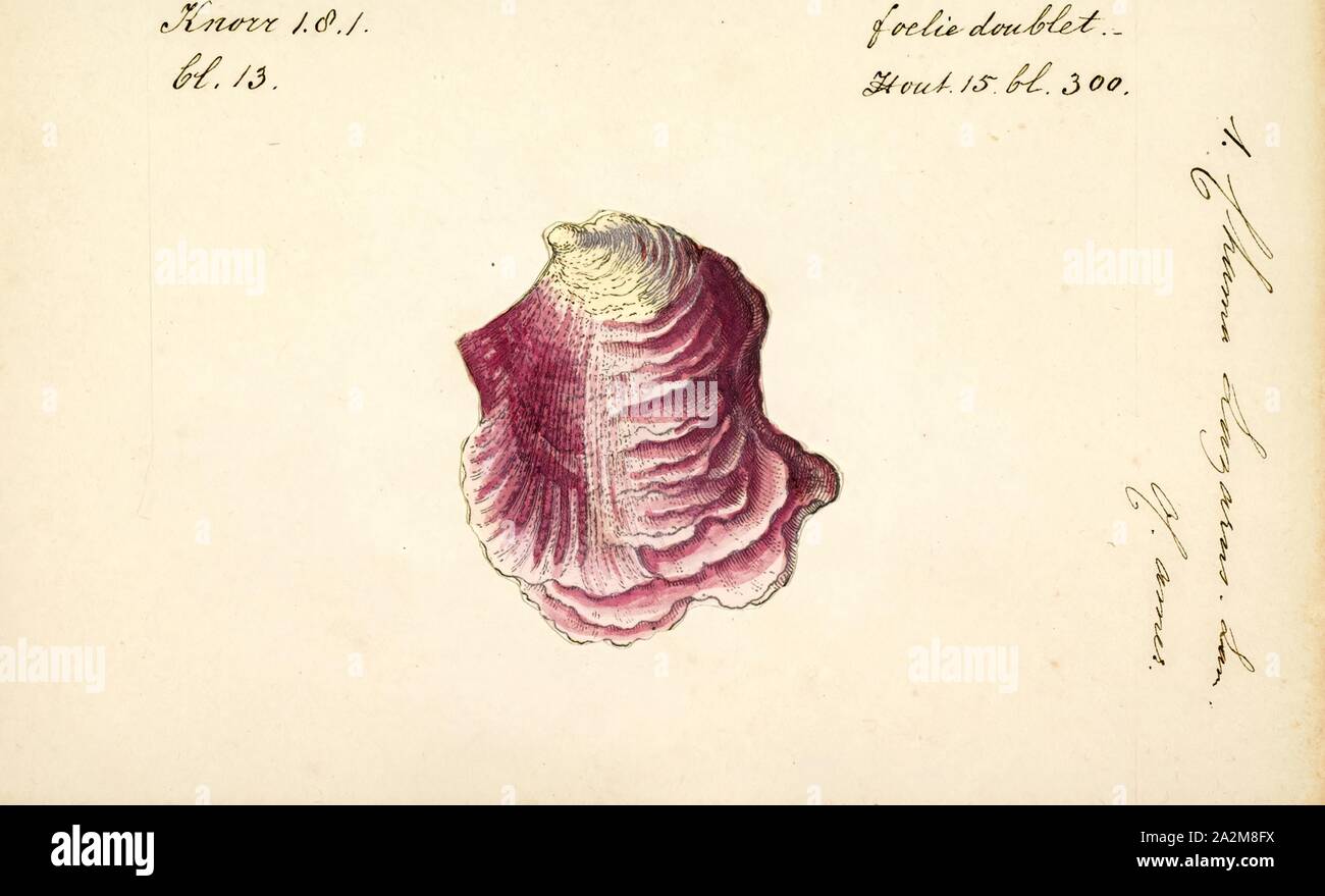 Chama lazarus, Print, Chama lazarus, common name the Lazarus jewel box ...