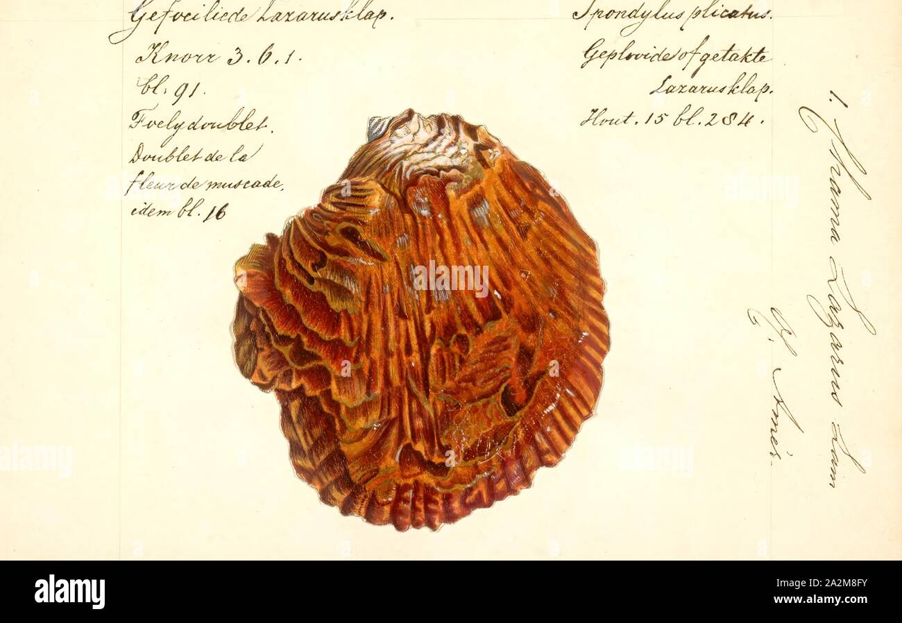 Chama lazarus, Print, Chama lazarus, common name the Lazarus jewel box ...