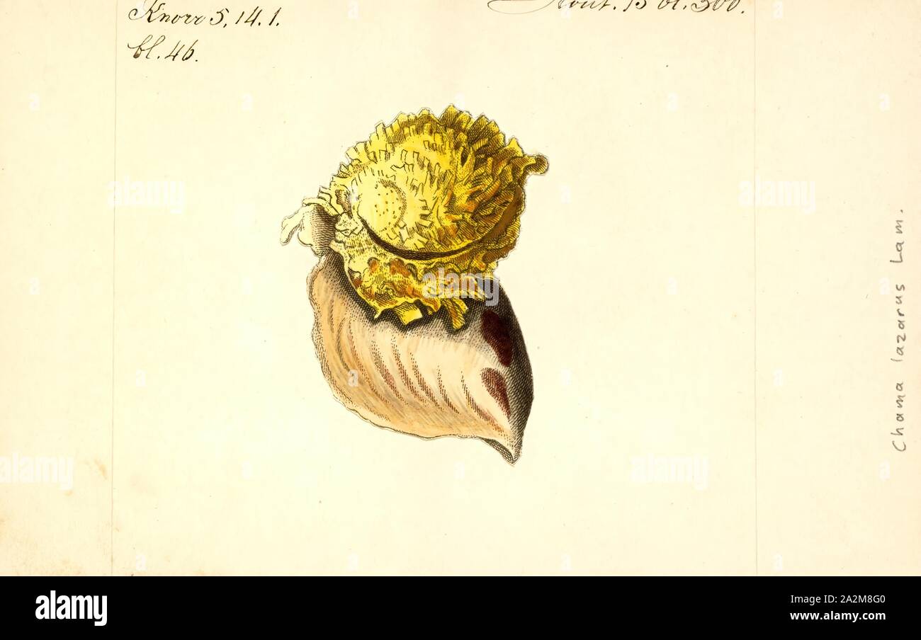 Lazarus jewel box hi-res stock photography and images - Alamy