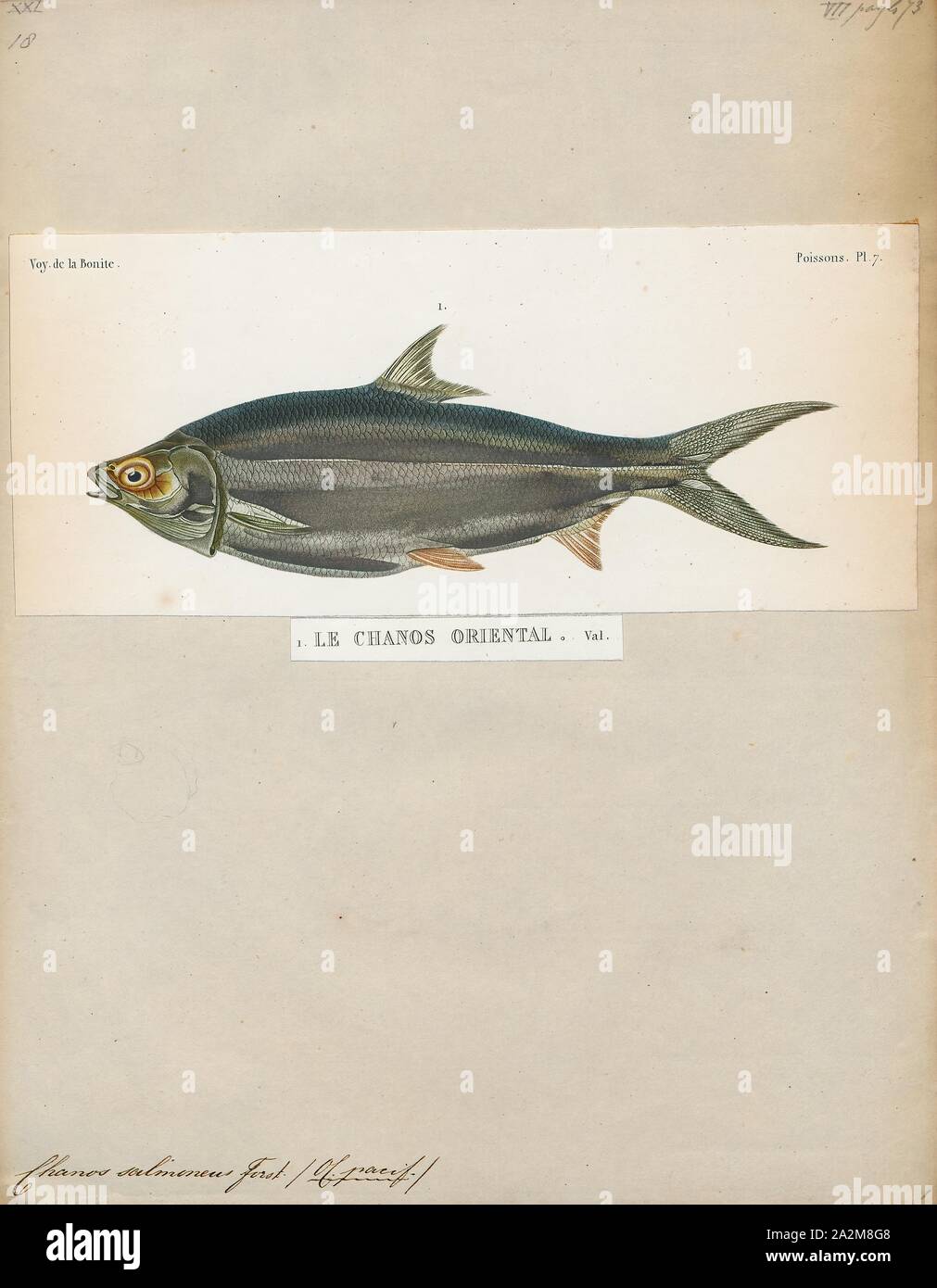 Chanos salmoneus, Print, 1841-1852 Stock Photo - Alamy