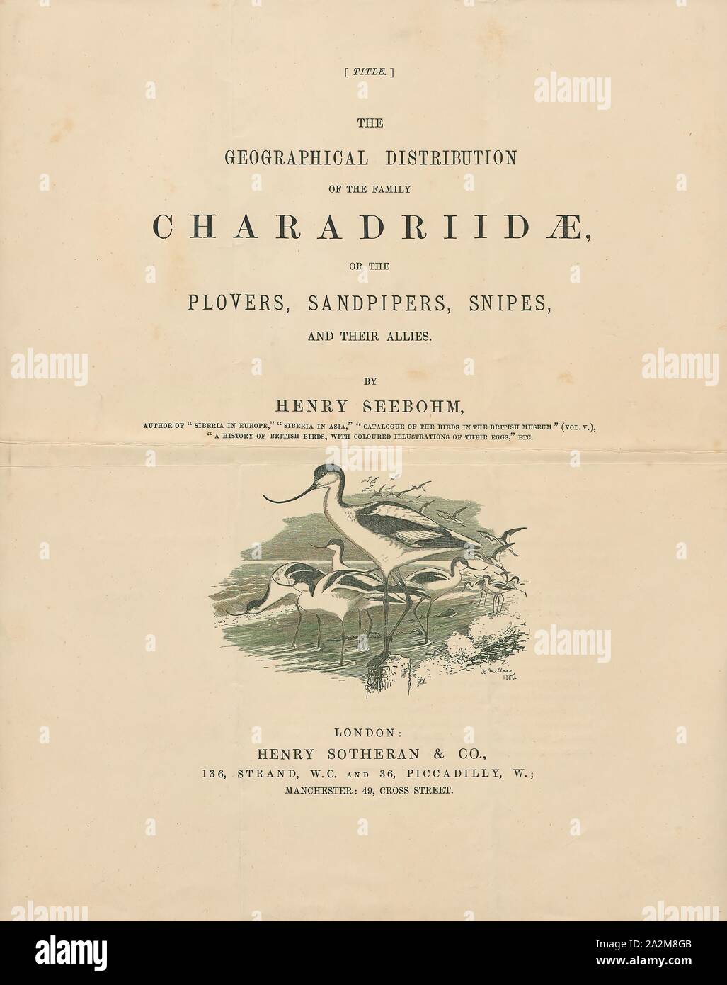 Bird family hi-res stock photography and images - Alamy