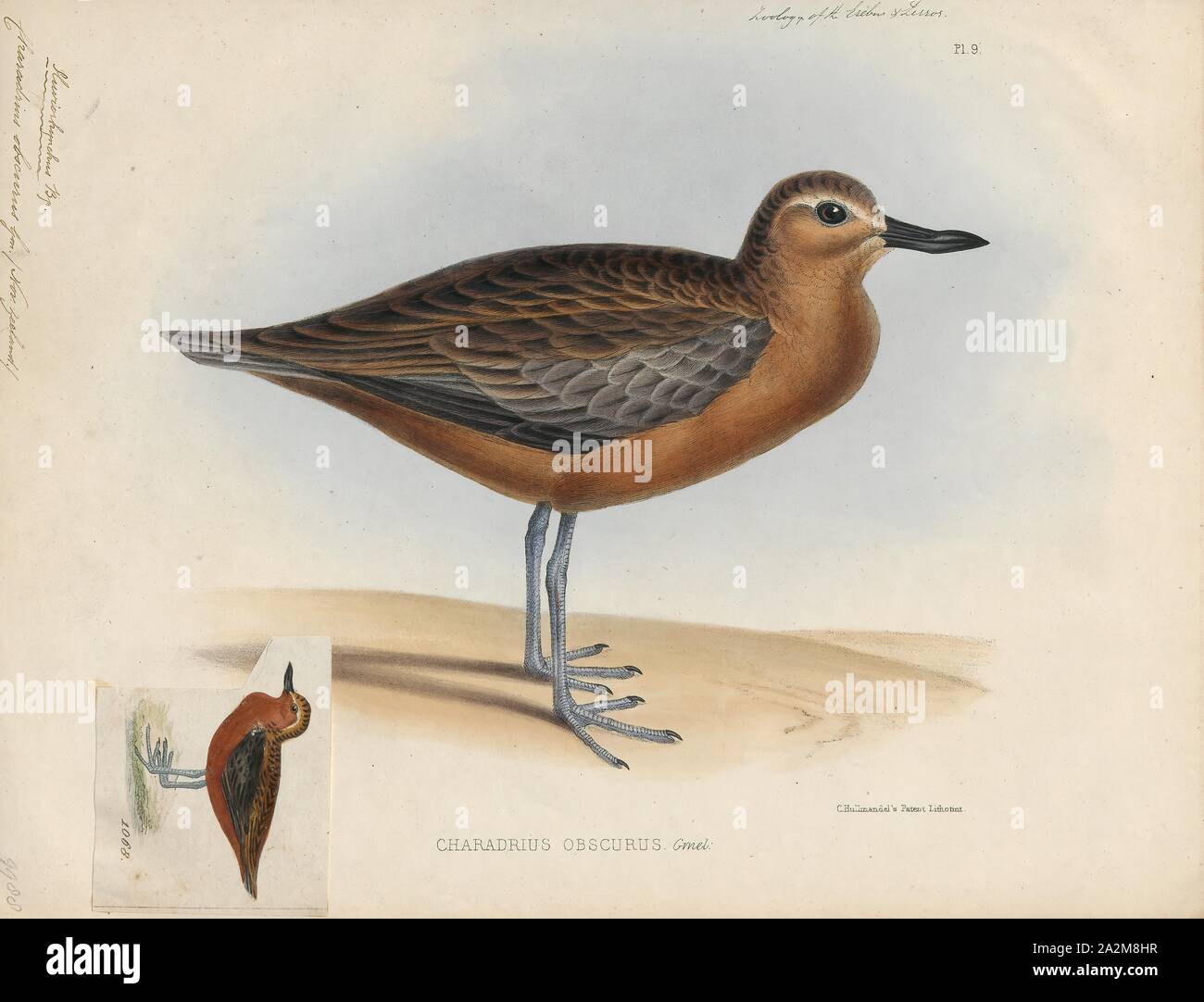 Maori names include tuturiwhatu hi-res stock photography and images - Alamy