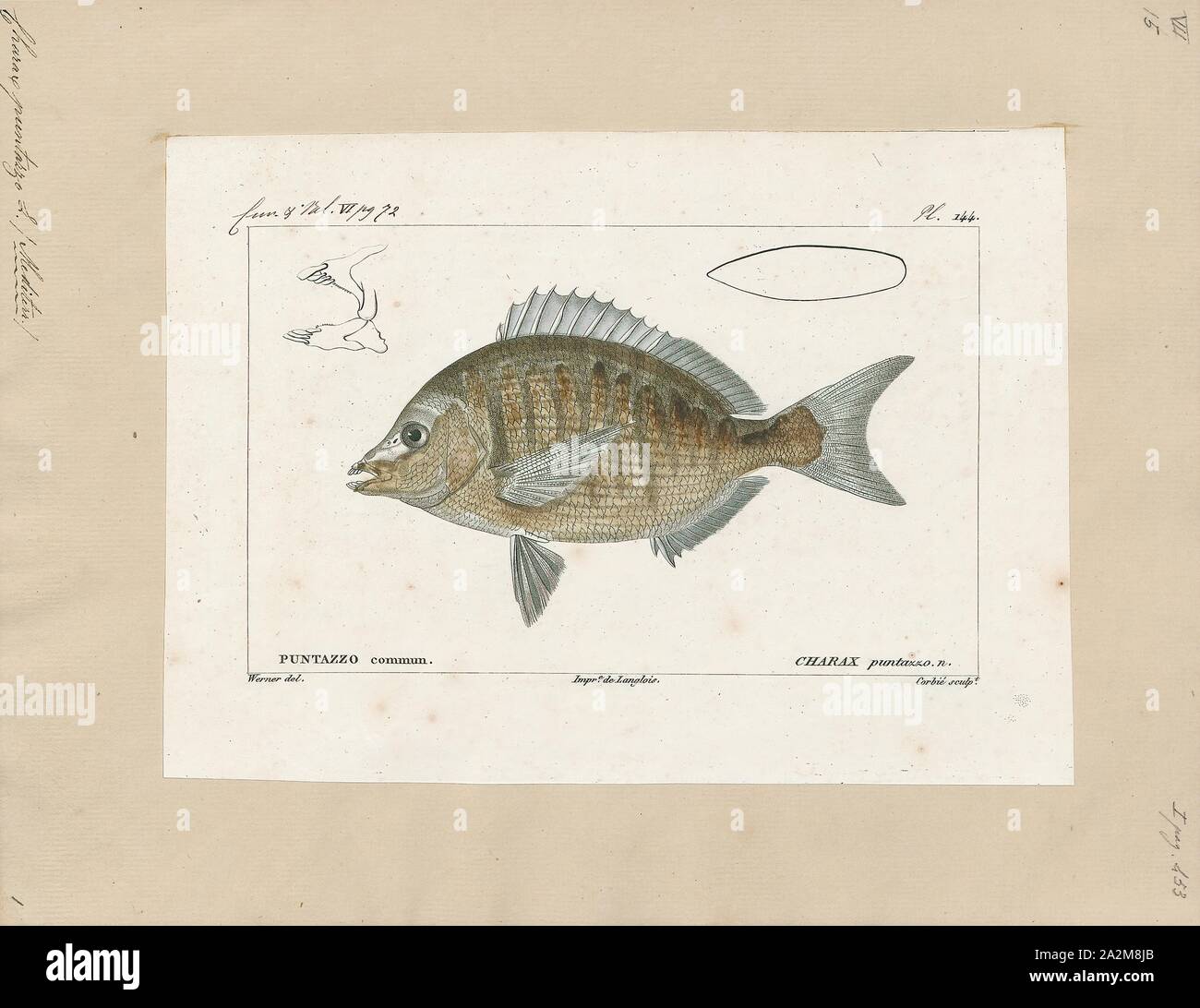 Charax puntazzo, Print, 1700-1880 Stock Photo - Alamy