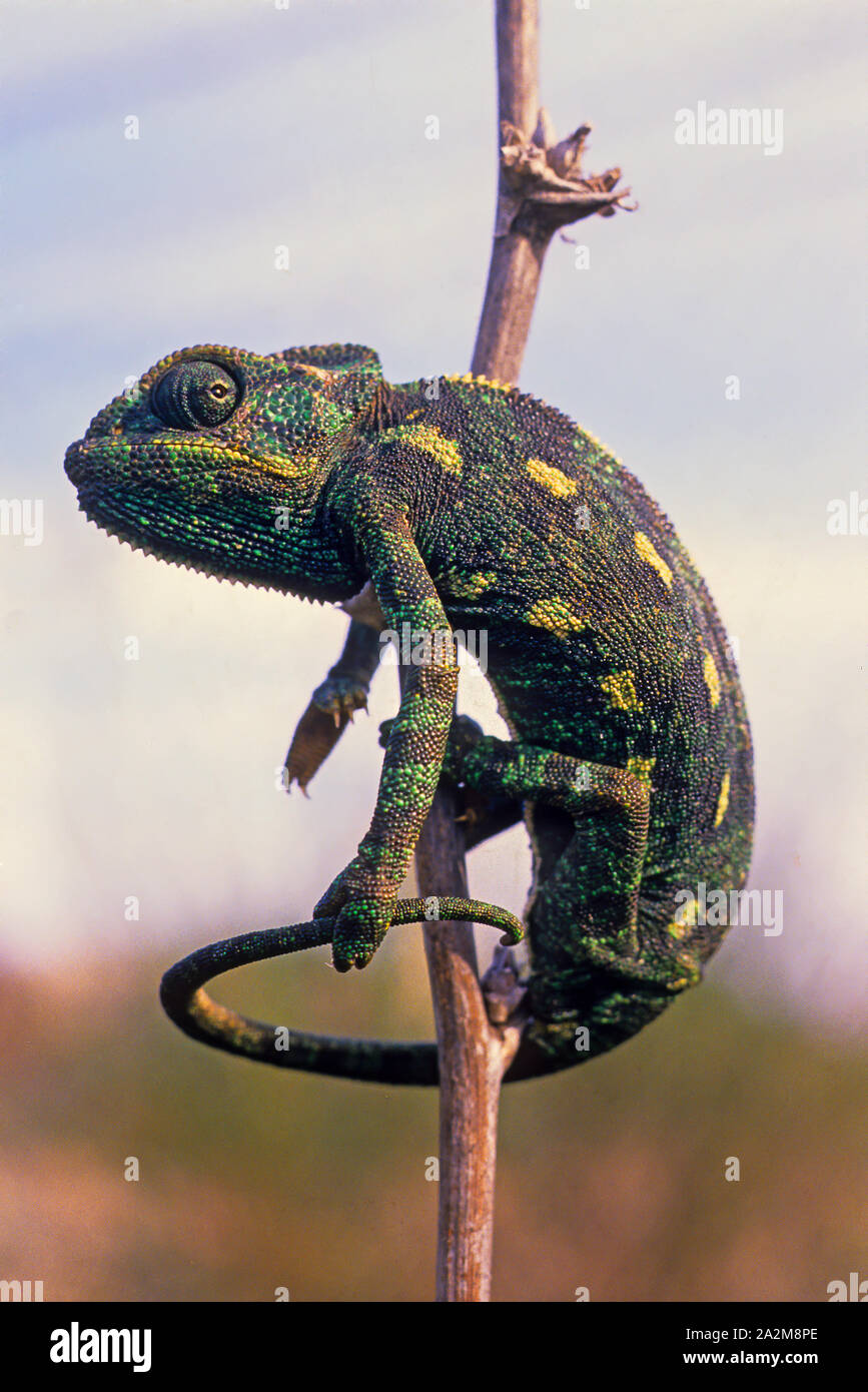 Mediterranean chameleon (Chamaeleo chamaeleon) זיקית מובהקת Stock Photo ...