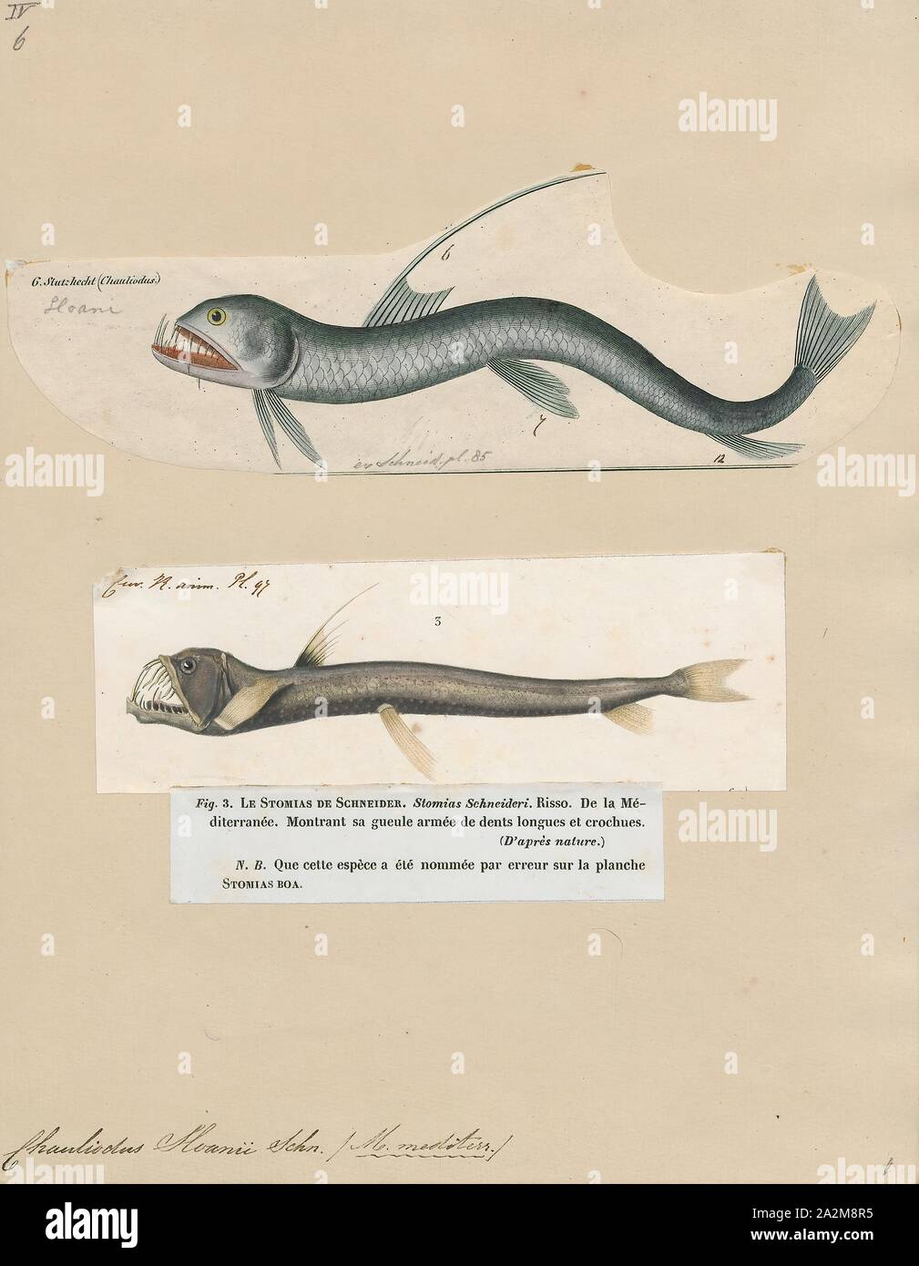 Typical viperfish grows hi-res stock photography and images - Alamy Typical viperfish grows hi-res stock photography and images - Alamy