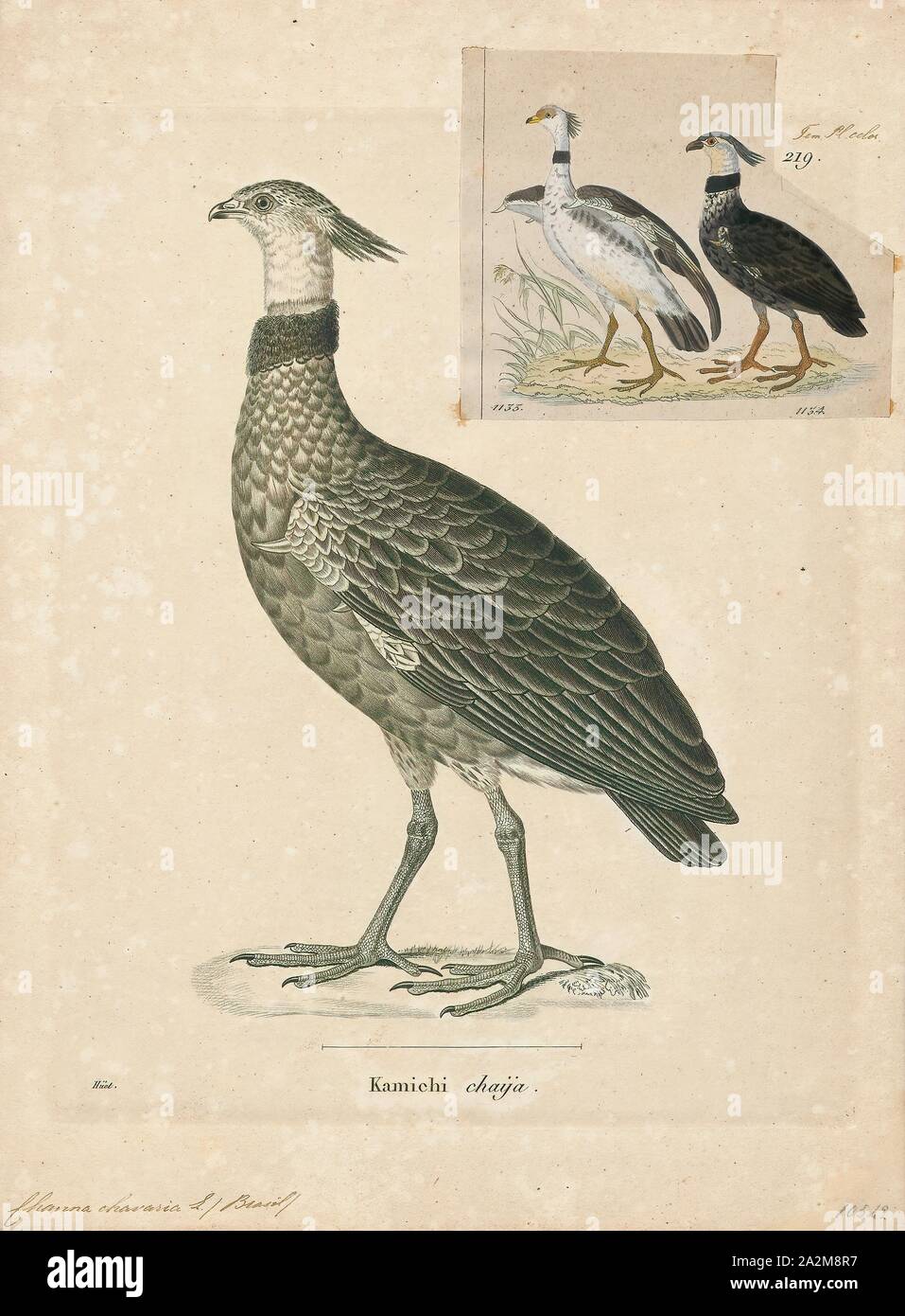 Northern screamer chauna chavaria hi-res stock photography and images ...